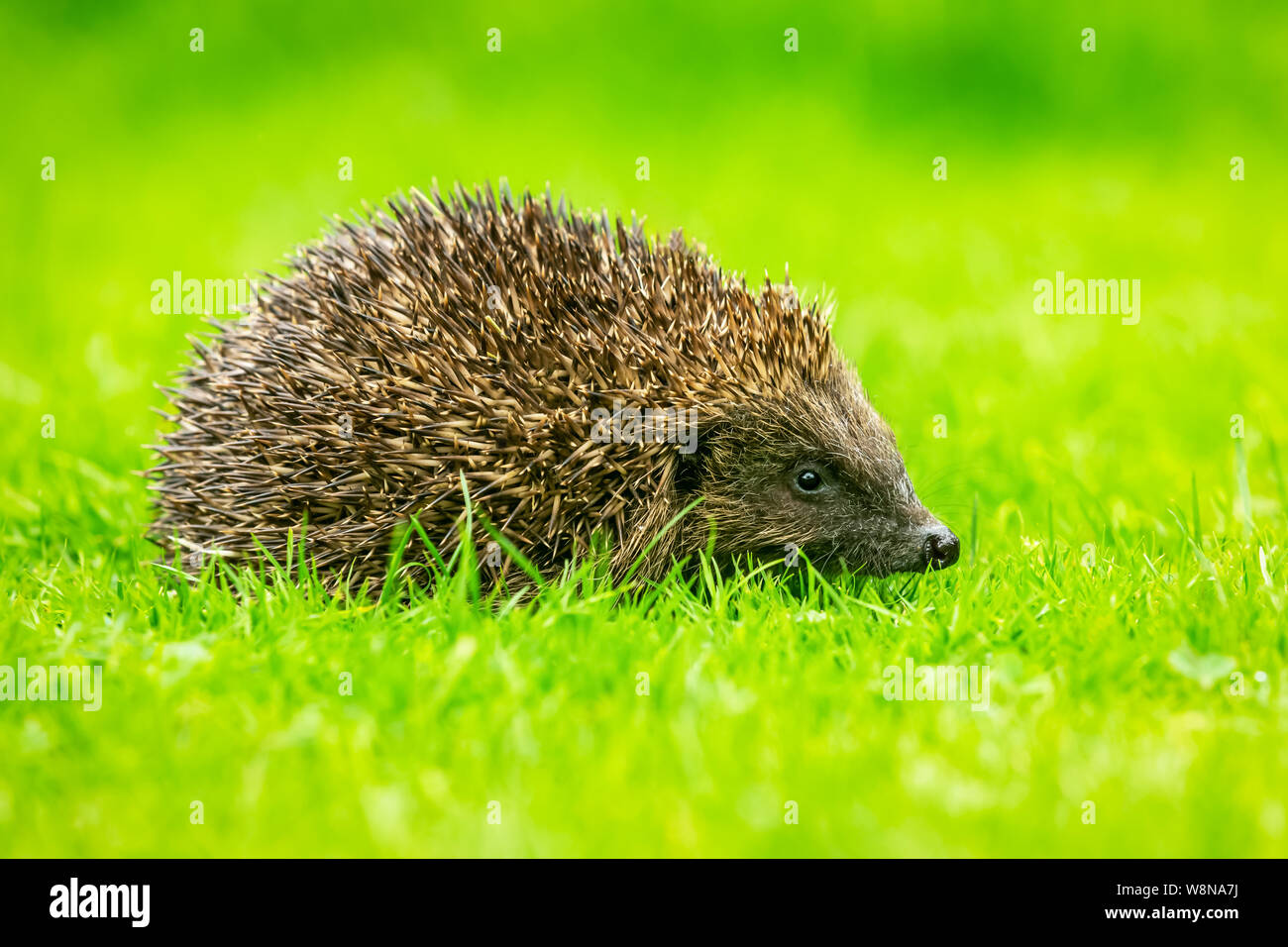 Hedgehog, (Scientific name: Erinaceus europaeus) Wild, native, European ...