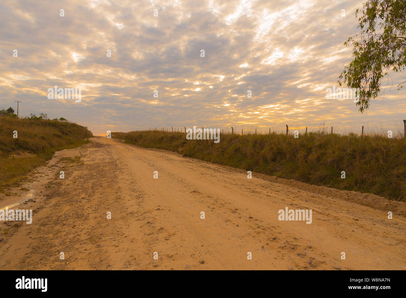 Tree of the Myrtáaceae family, Eucalyptus is native to Oceania. With ...