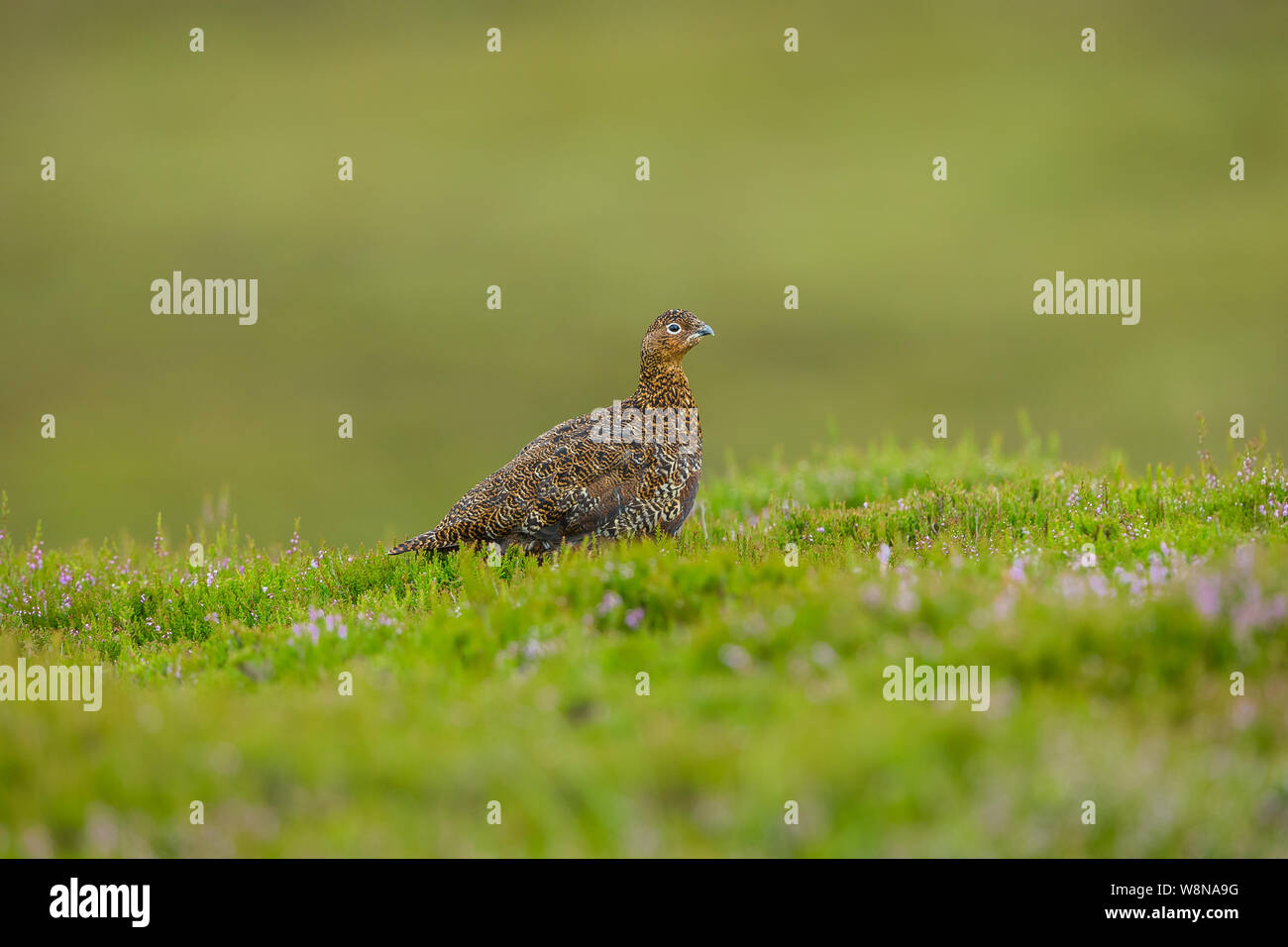 Driven grouse shooting hi-res stock photography and images - Alamy
