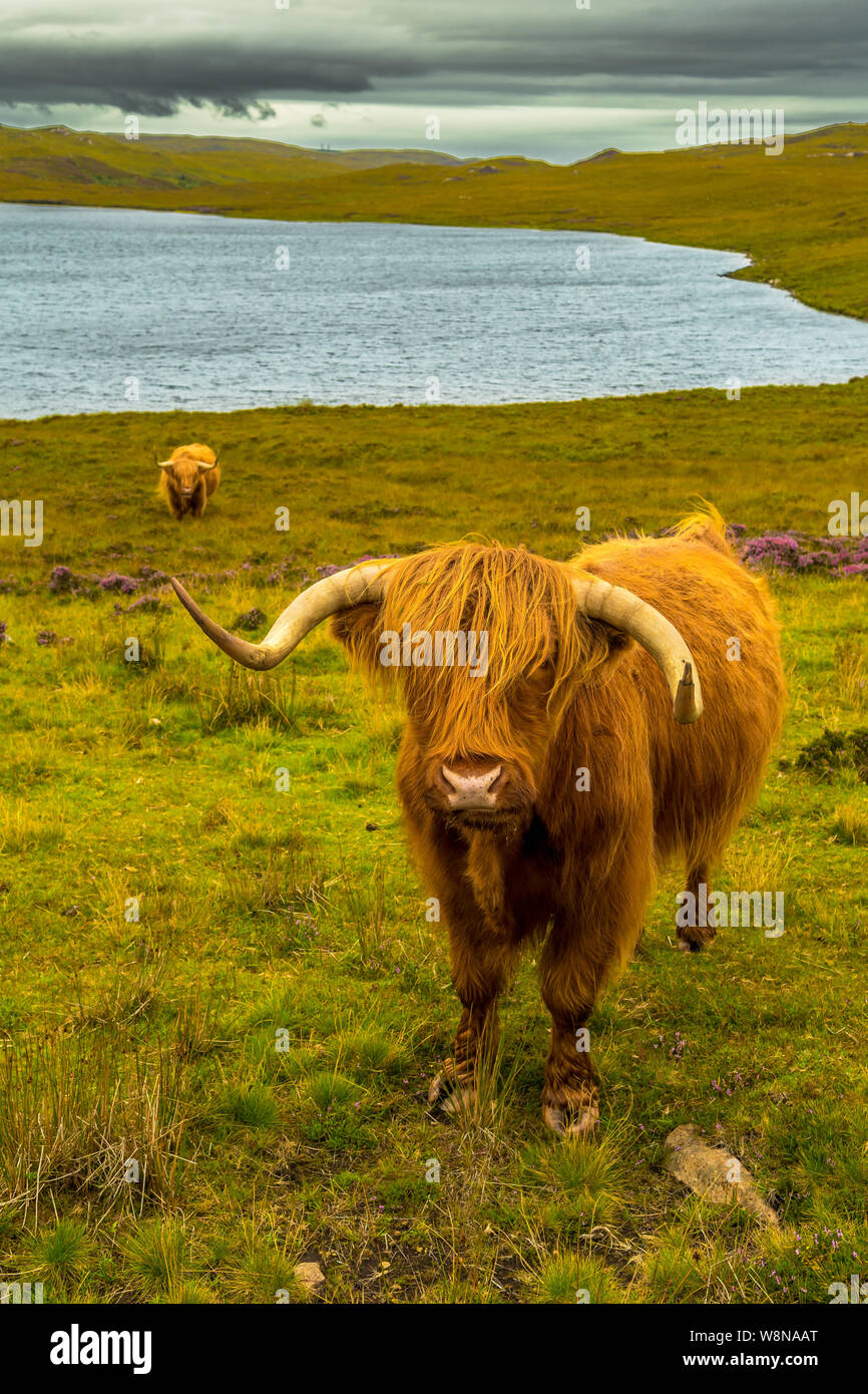 Angus Highland Cattle With Long Horns In Scenic Landscape With Lake In ...
