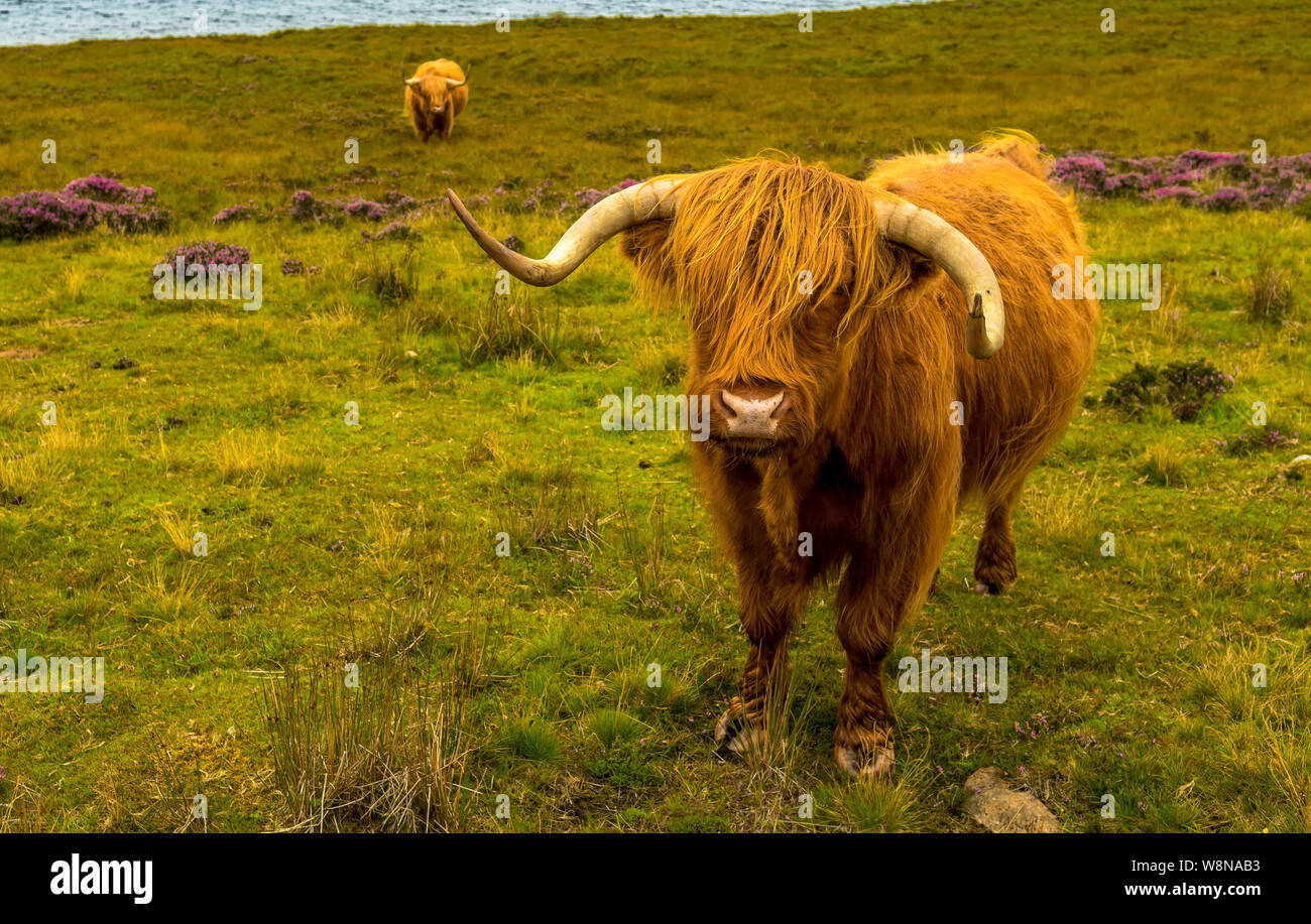 Angus Highland Cattle With Long Horns In Scenic Landscape With Lake In ...