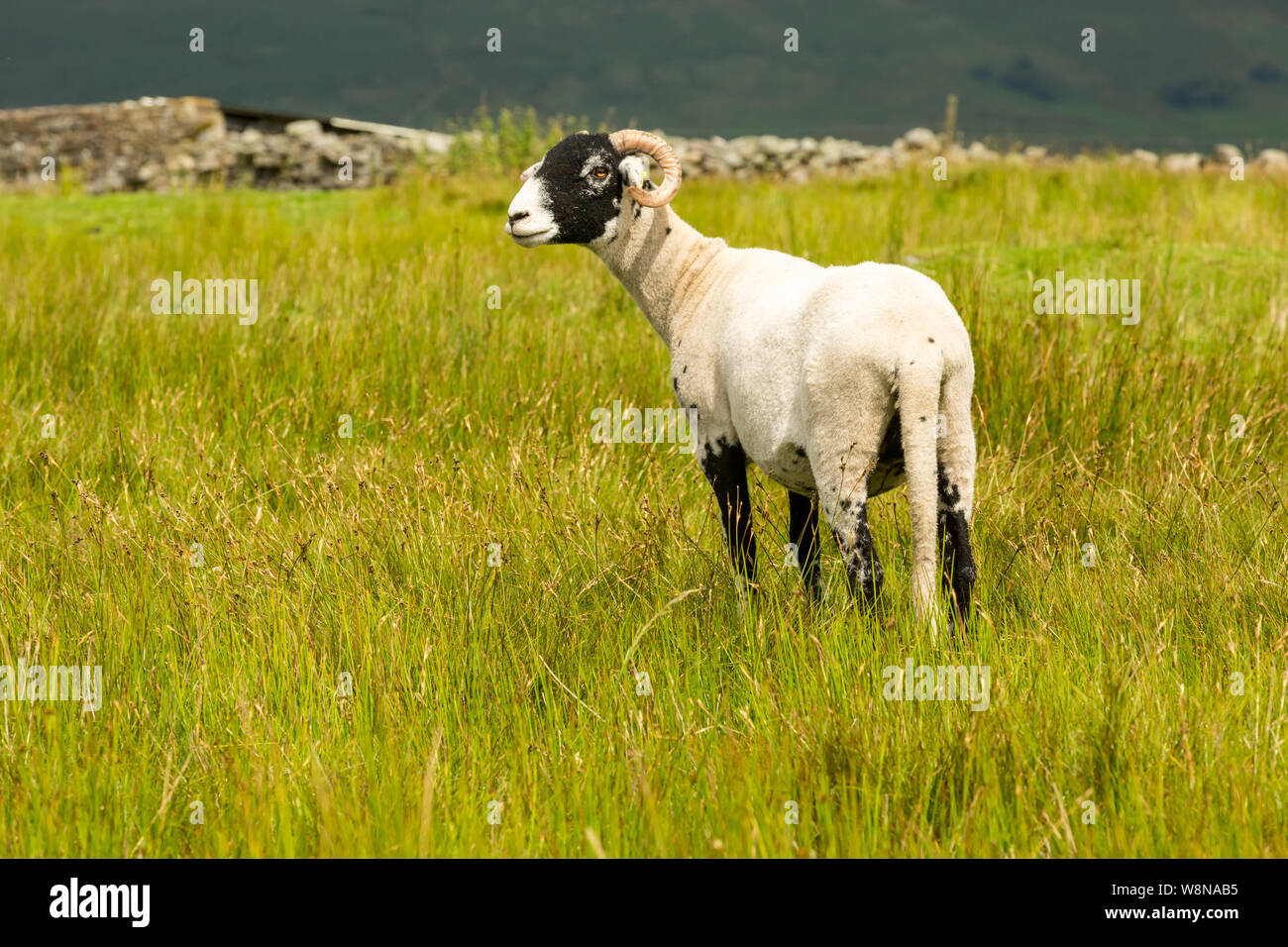 Shorn animals hi-res stock photography and images - Alamy
