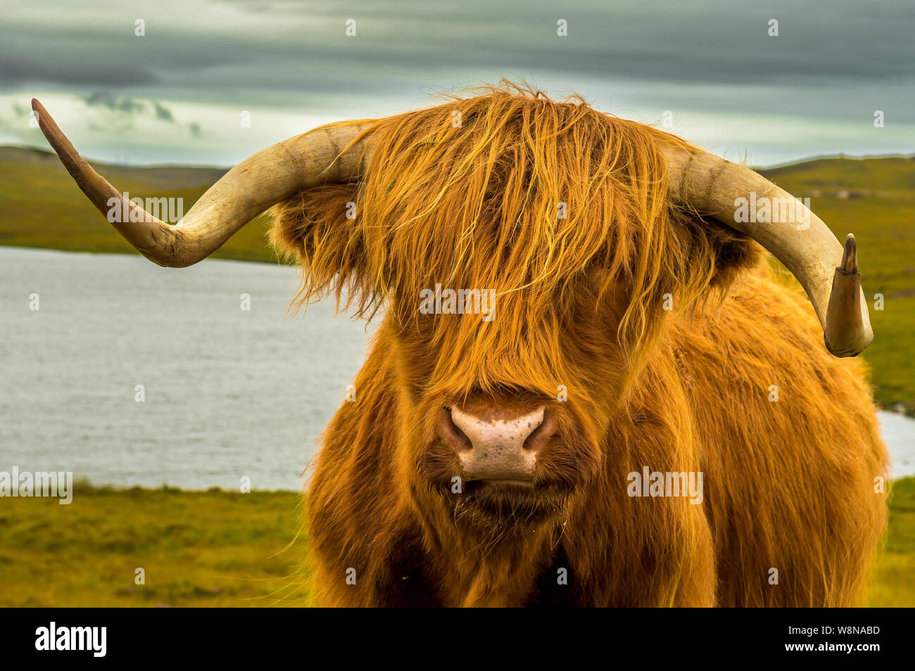 Angus Highland Cattle With Long Horns In Scenic Landscape With Lake In ...