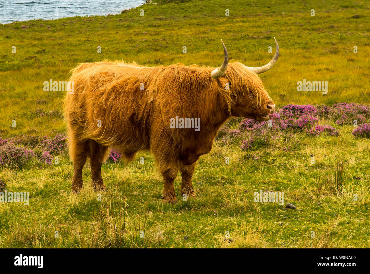 Angus Highland Cattle With Long Horns In Scenic Landscape With Lake In ...