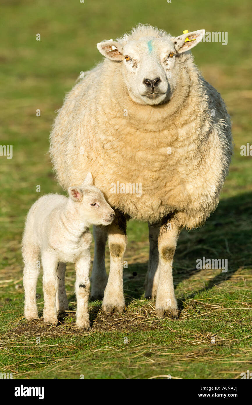 Texel Ewe (Female sheep) with her newborn lamb in Springtime. Yorkshire ...