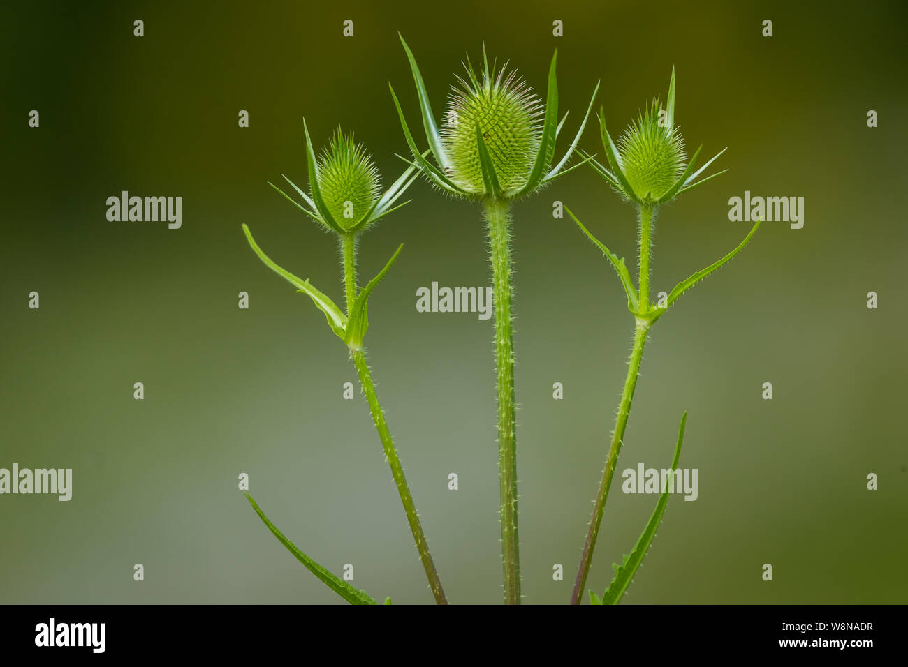 Teasel heads (Scientific name: Dipsacus fullonum) Three green, wild ...