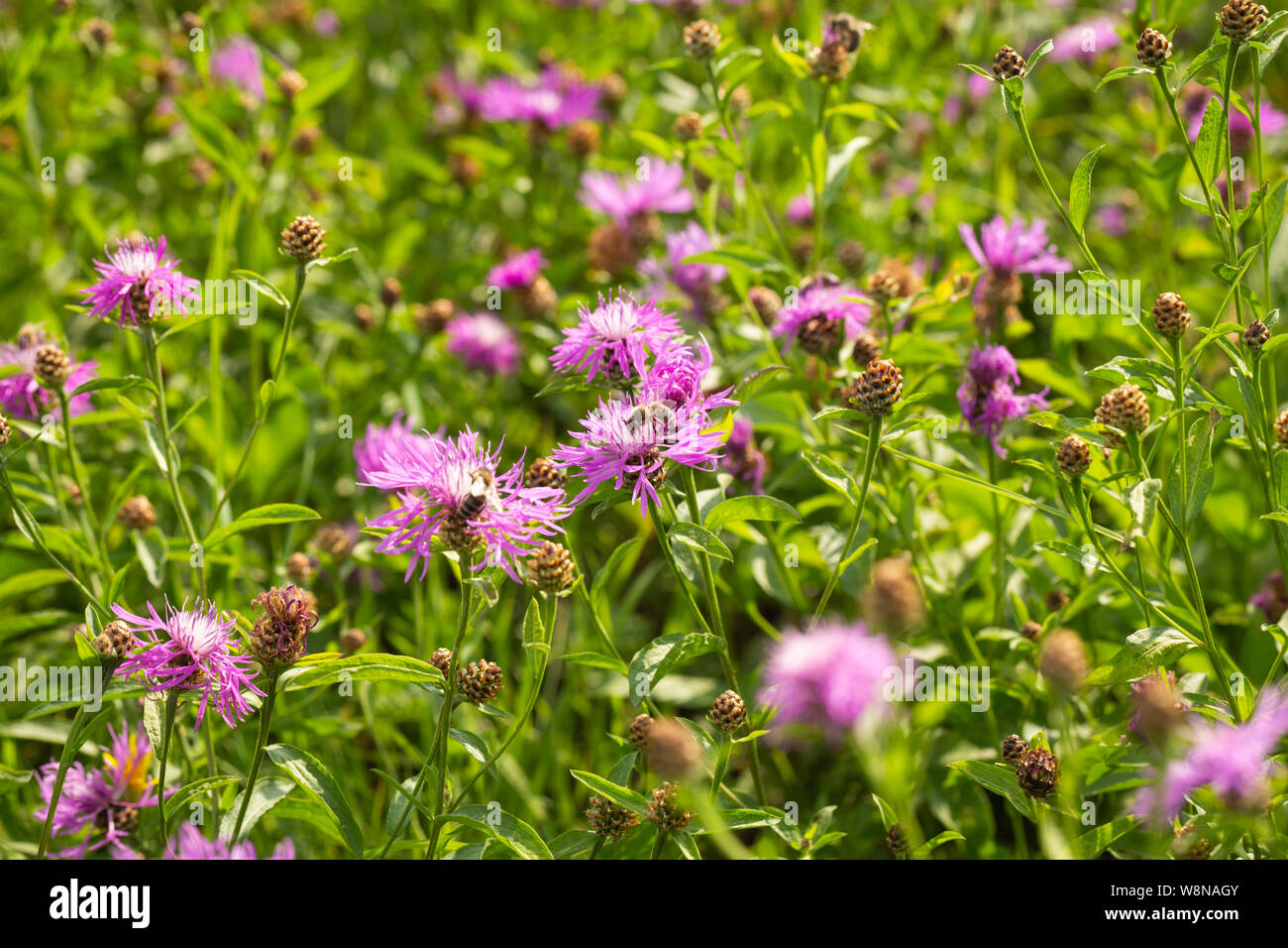 A flowering meadow full of flowers is needed for many useful insects ...