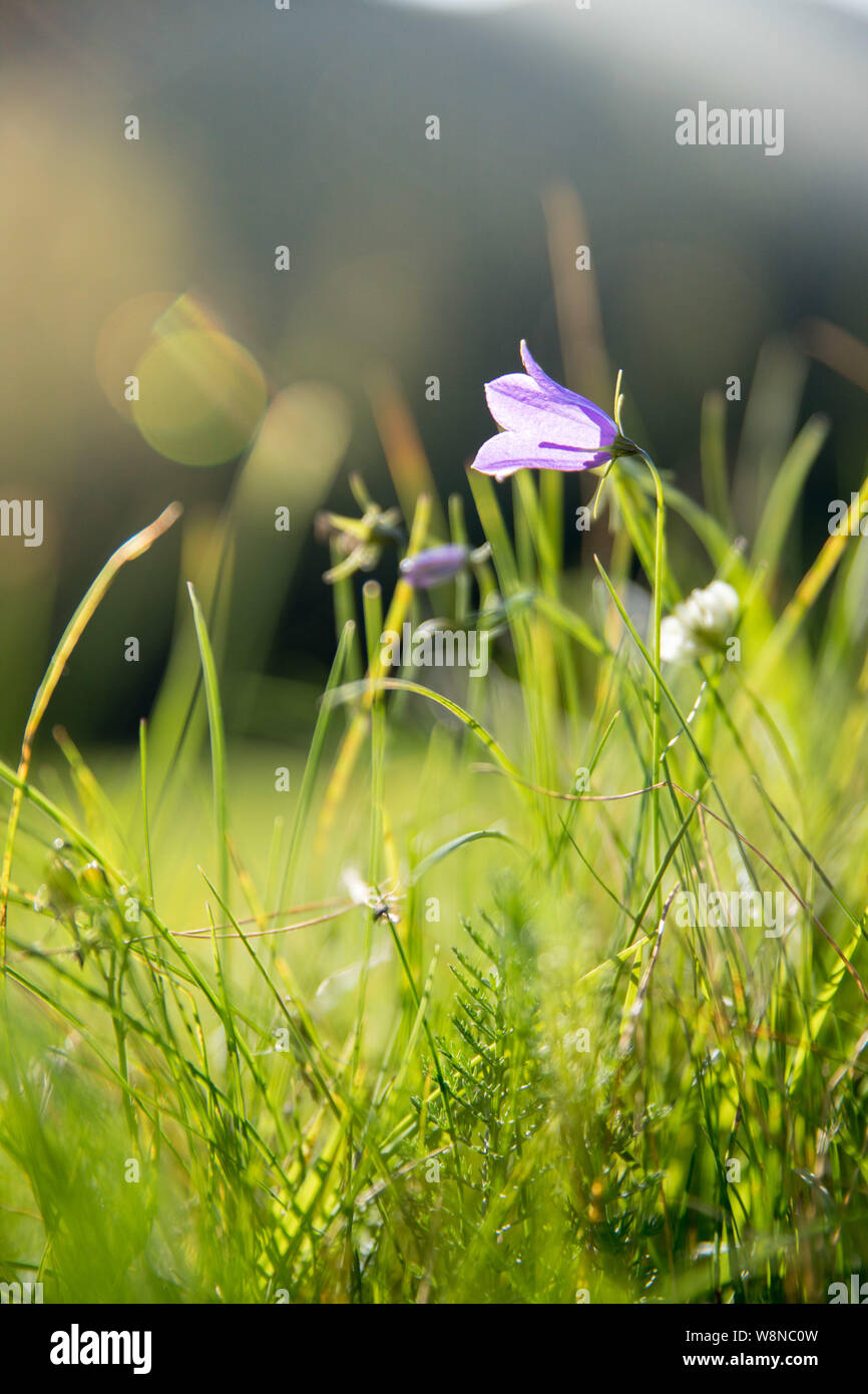 Colorful wildflowers in spring, close up picture Stock Photo - Alamy