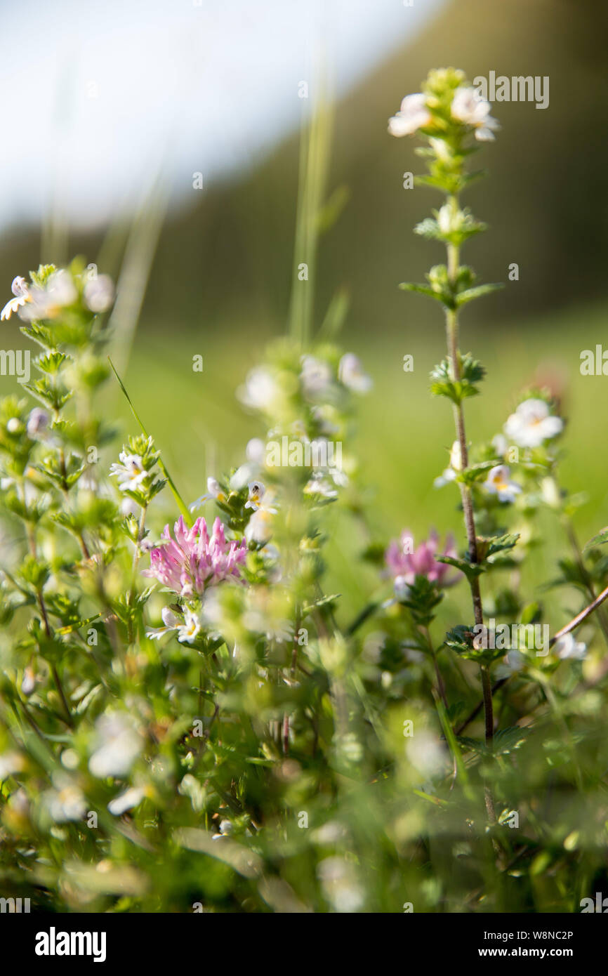 Colorful wildflowers in spring, close up picture Stock Photo - Alamy