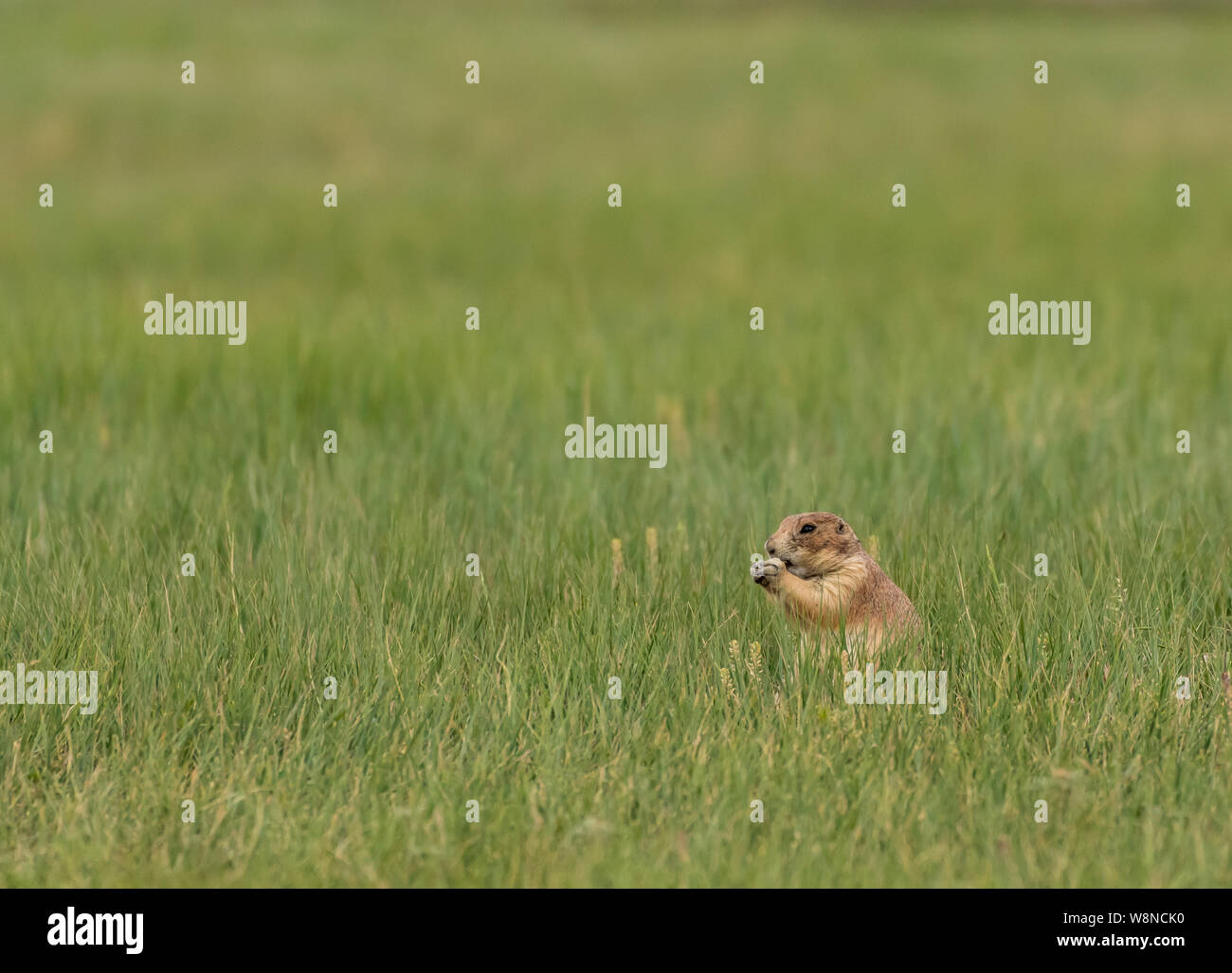 Cute groundhog face hi-res stock photography and images - Alamy
