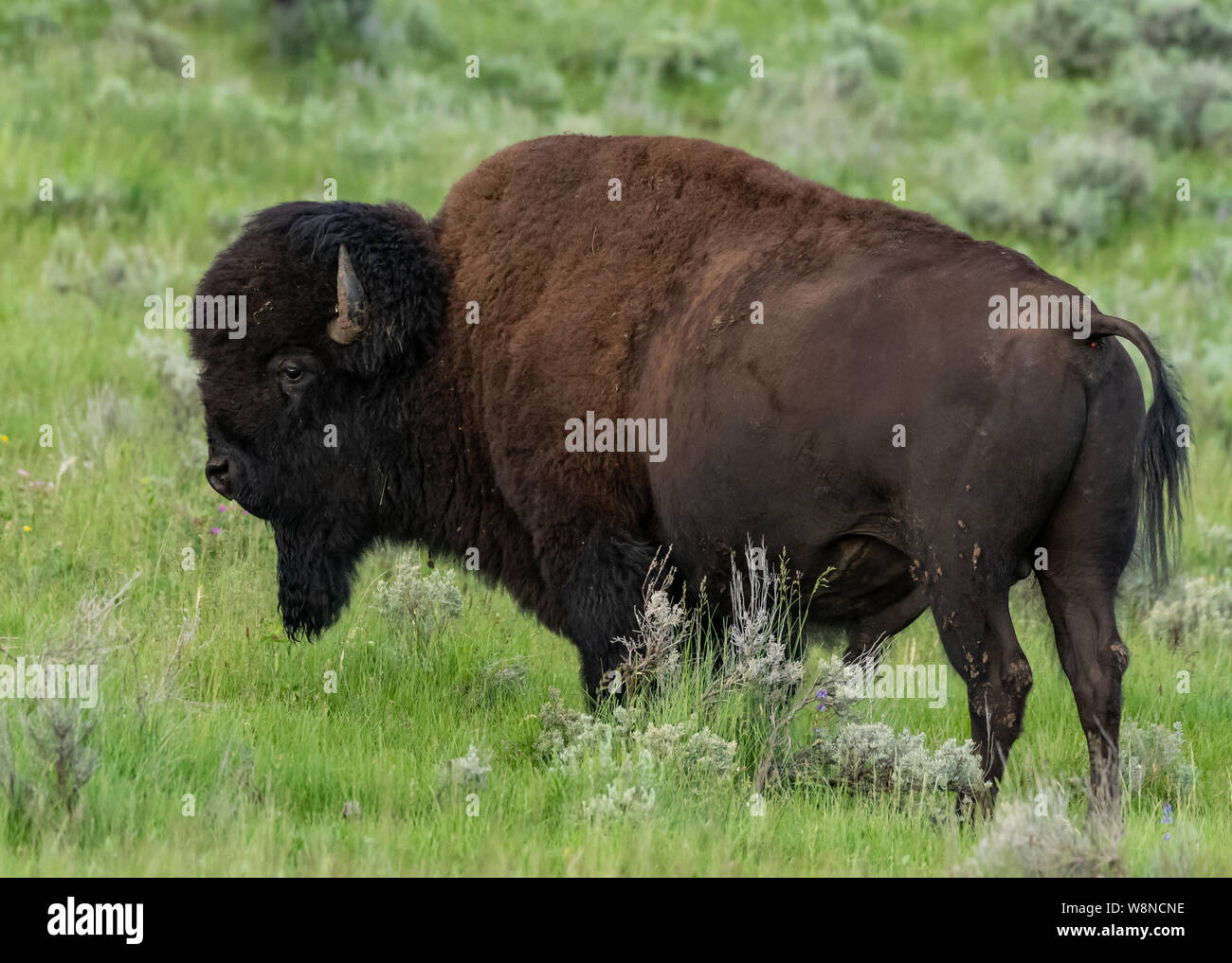 Profile of Bison Looking Left in Field in Early Summer Stock Photo - Alamy