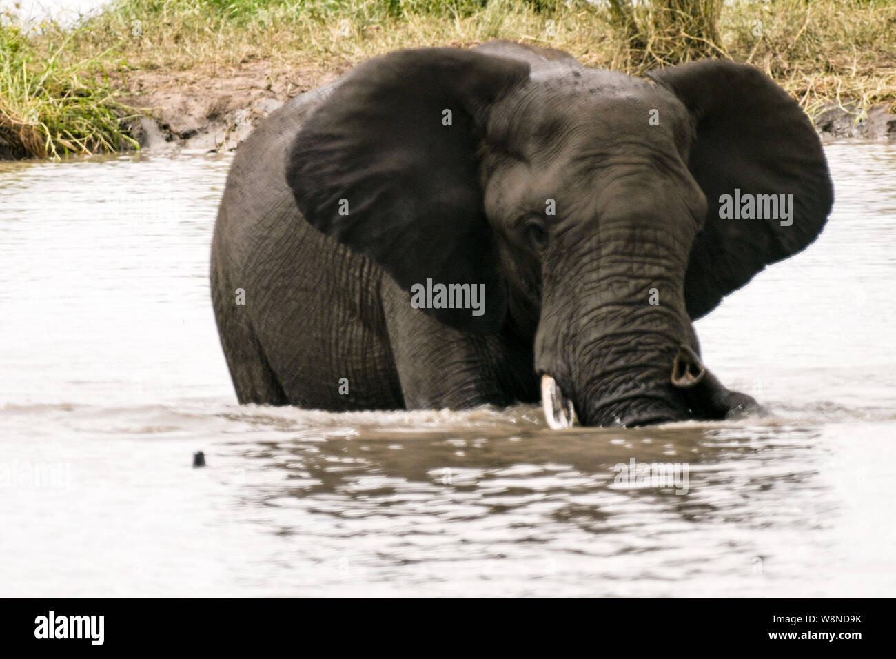 Stomping elephant hi-res stock photography and images - Alamy