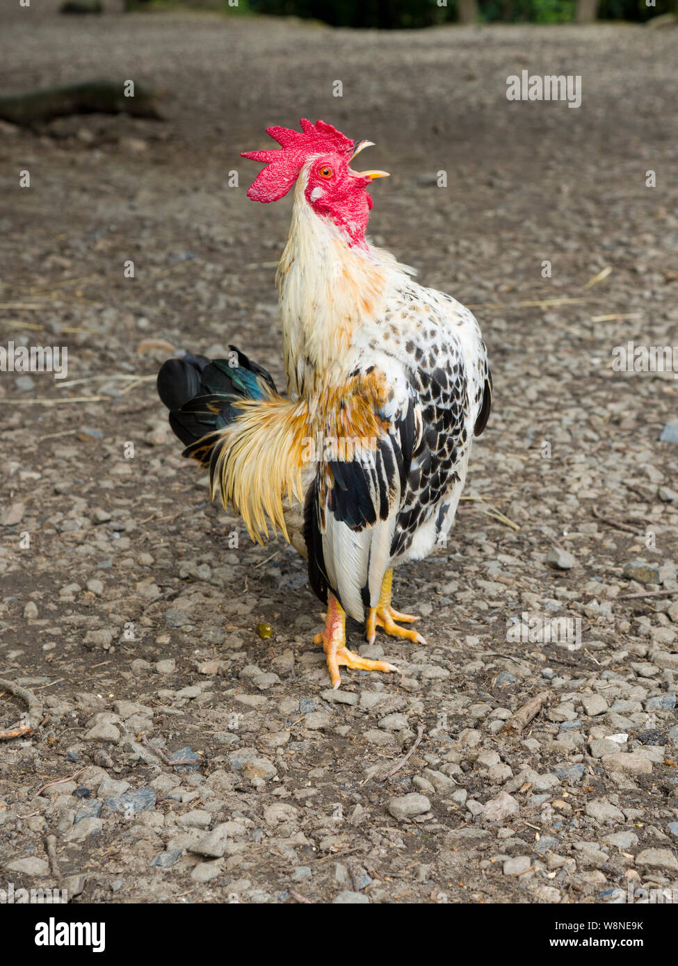 Bantam Cockerel, UK Stock Photo - Alamy