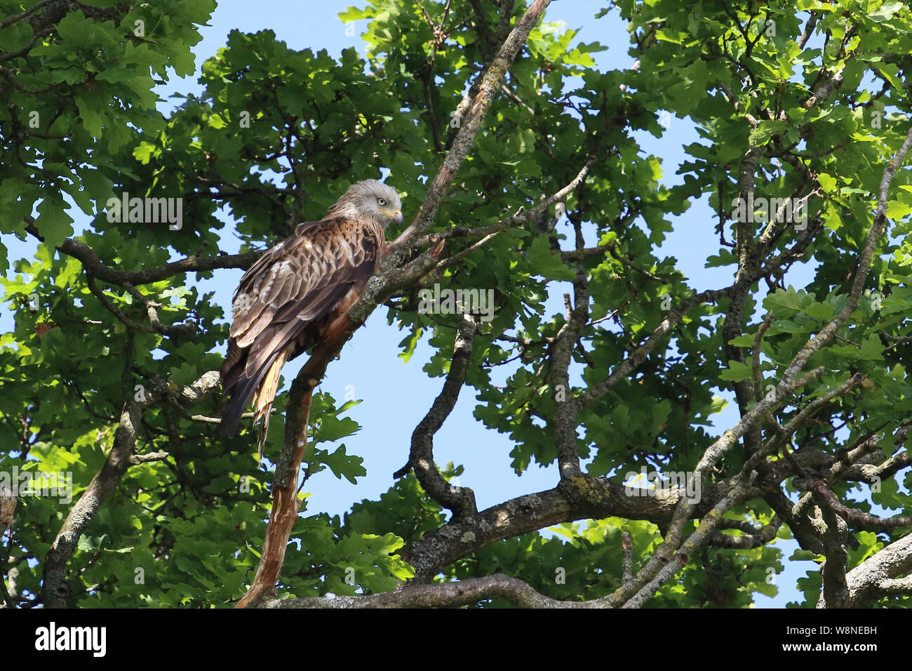 Photography of large trees hi-res stock photography and images - Alamy