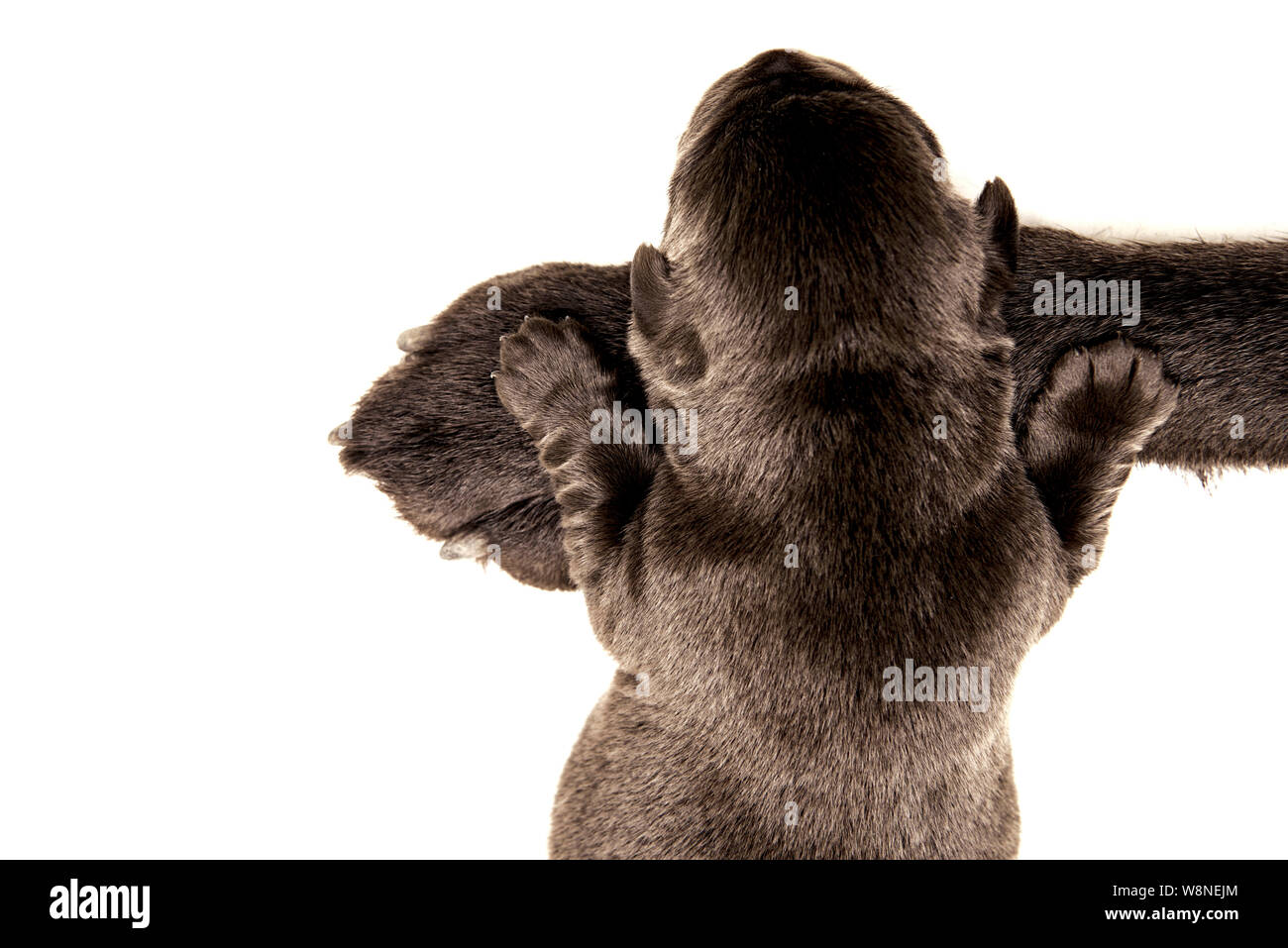 One week old Chocolate Labrador puppy lying on its mothers paw Stock ...