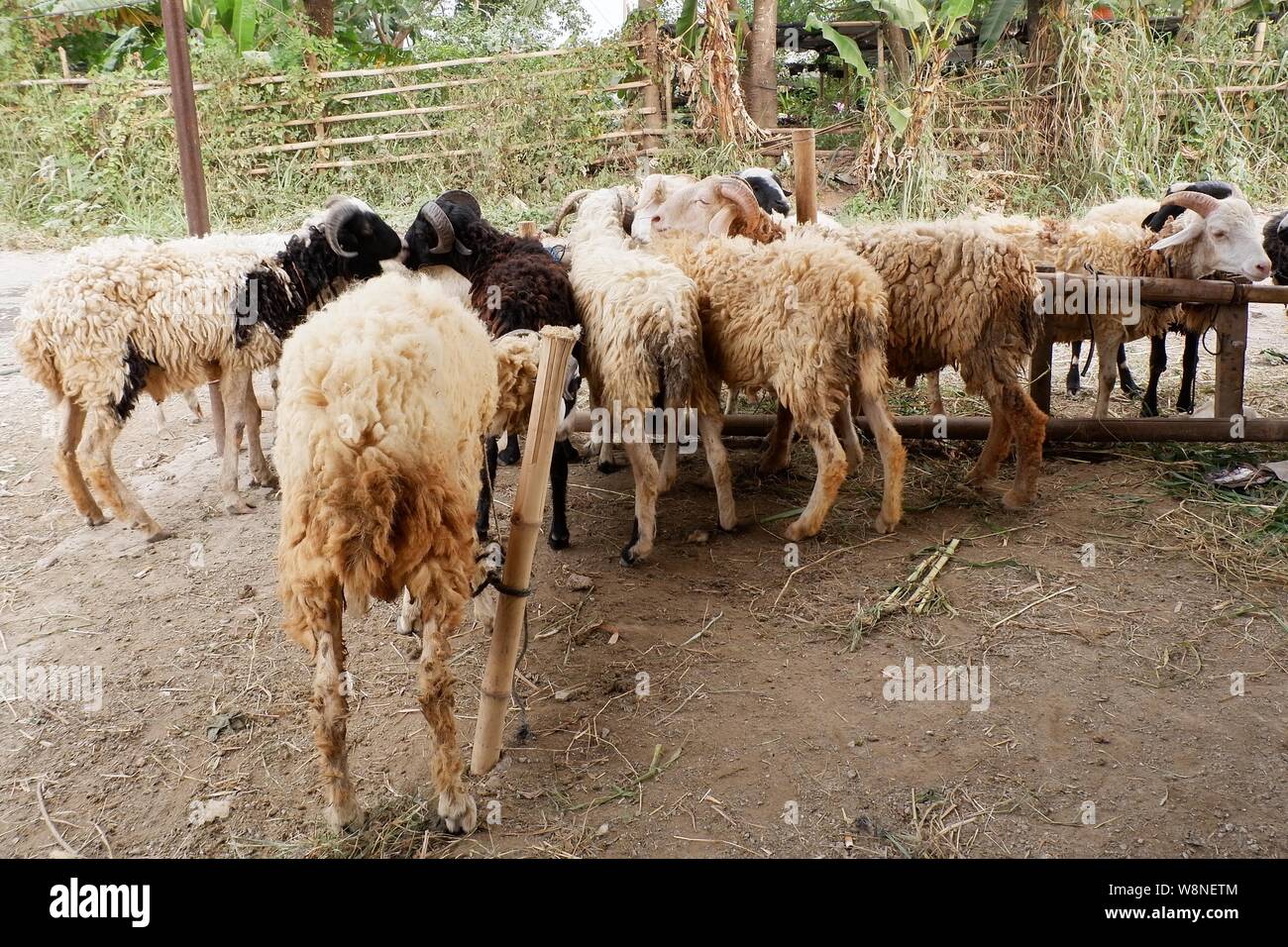 Sheeps in a village hi-res stock photography and images - Alamy