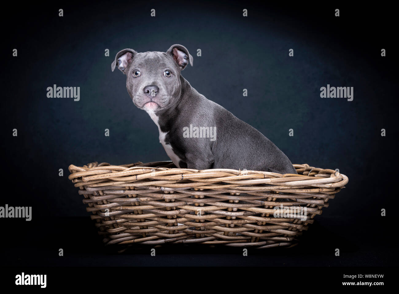 Blue staffy hi-res stock photography and images - Alamy