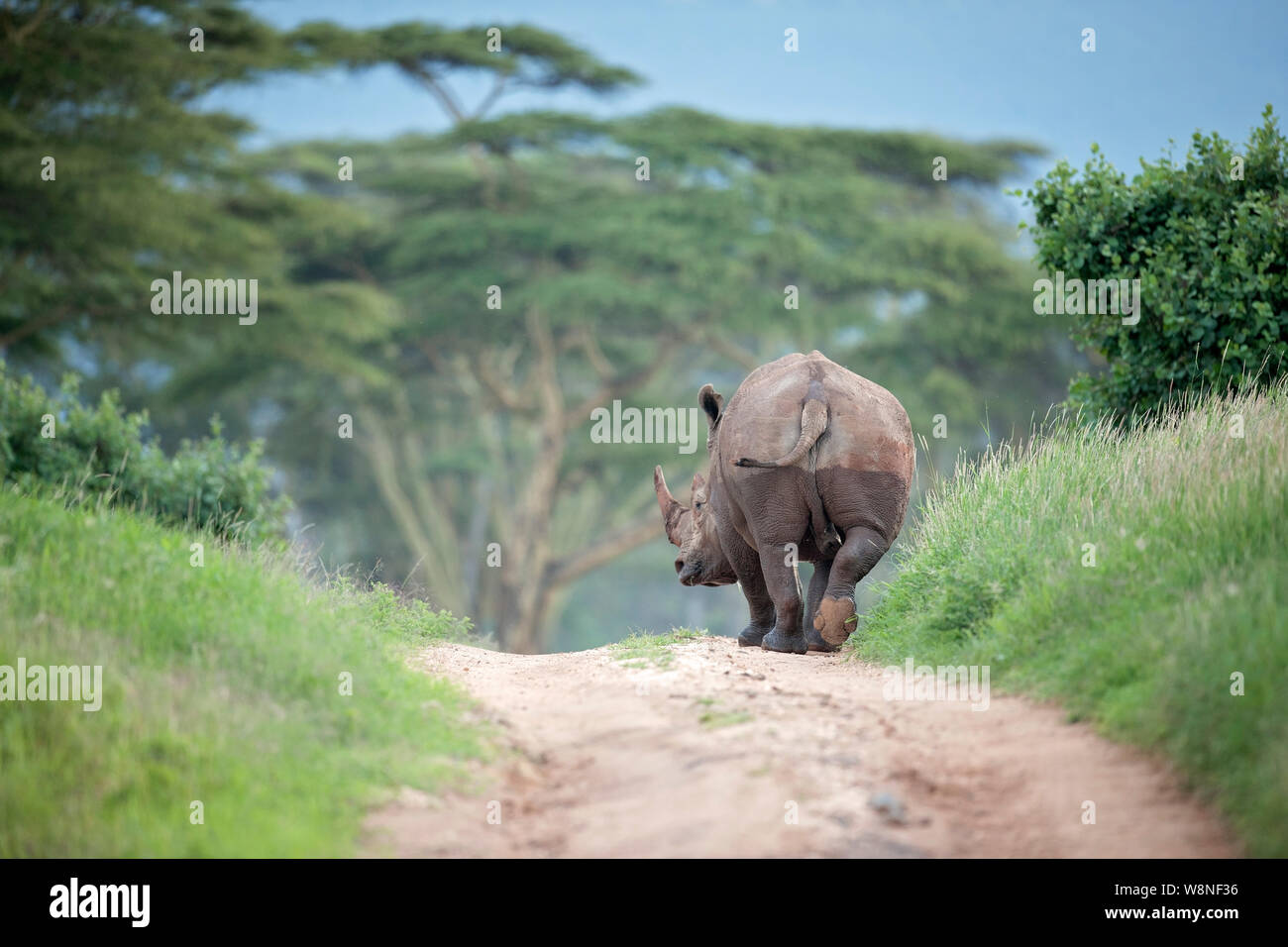 Africa rhino rhinoceros hi-res stock photography and images - Alamy
