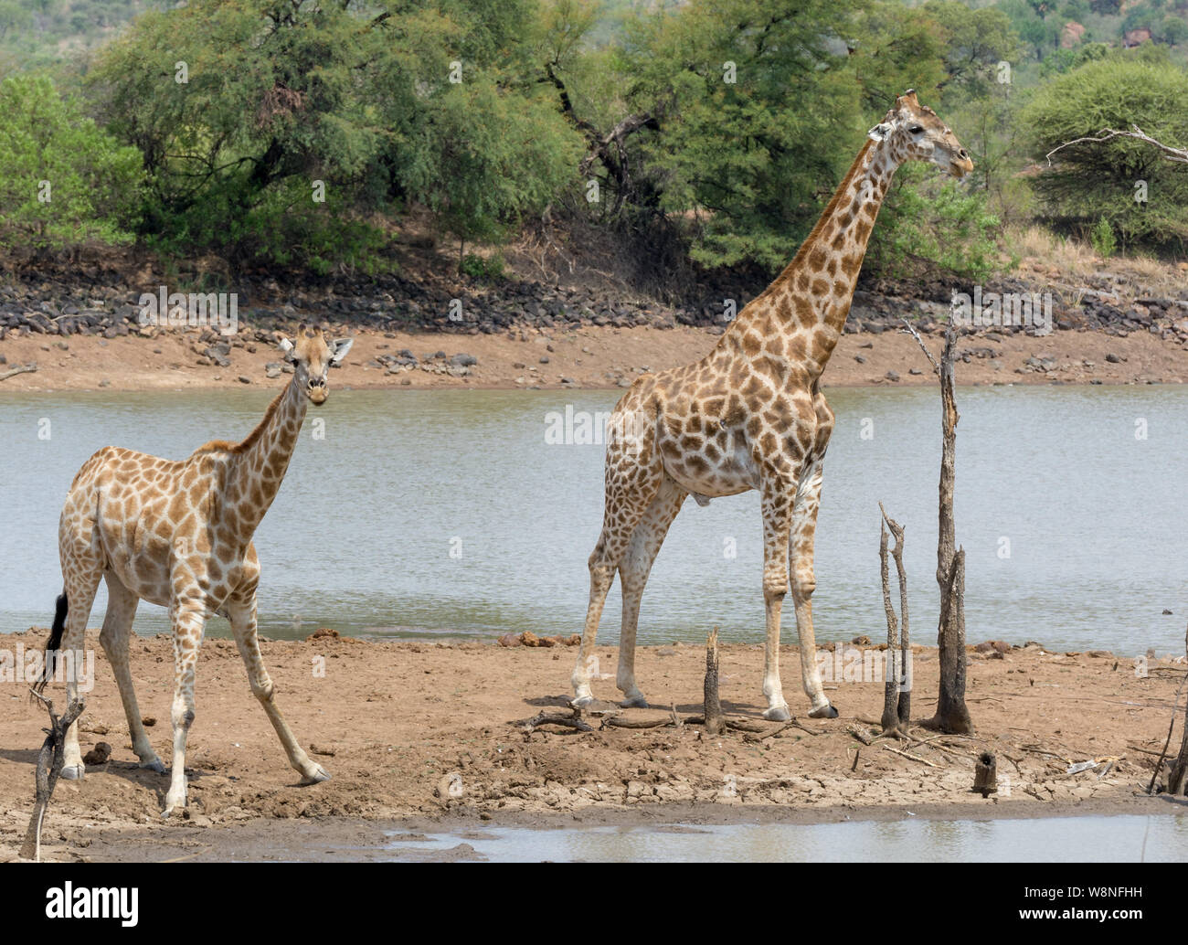 Giraffe jumping hi-res stock photography and images - Alamy