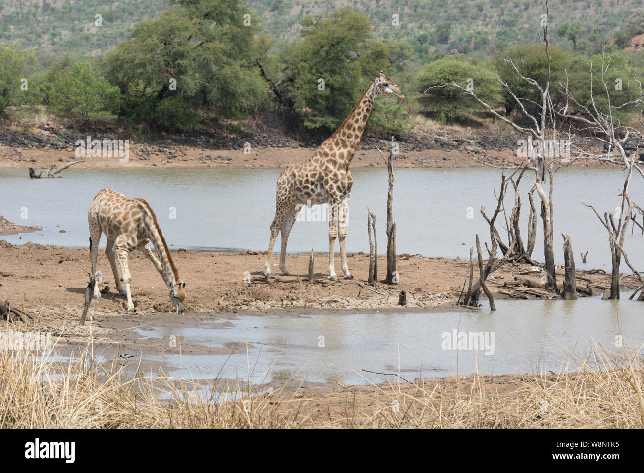 Giraffe jumping hi-res stock photography and images - Alamy