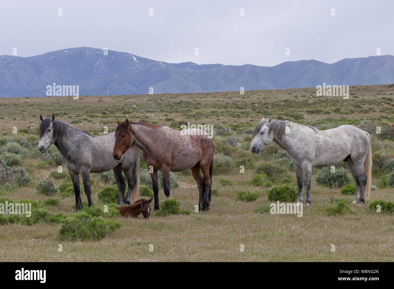 Wild Horses in the Utah Desert Stock Photo - Alamy