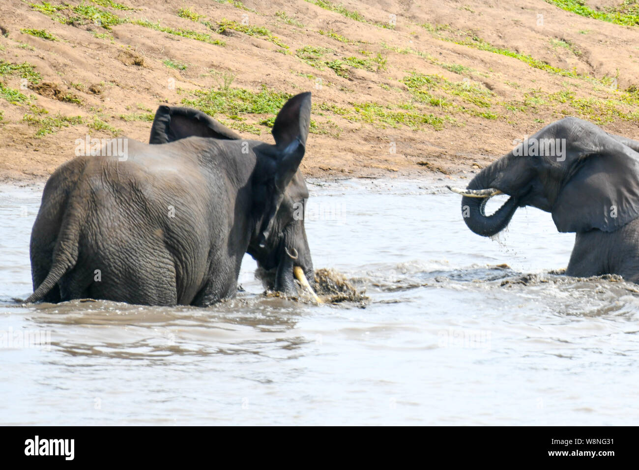Stomping elephant hi-res stock photography and images - Alamy