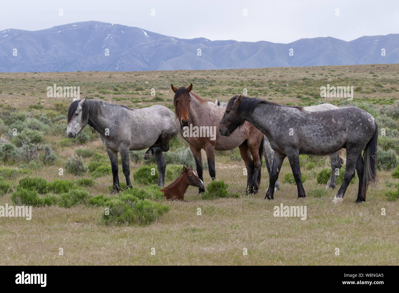 Wild Horses in the Utah Desert Stock Photo - Alamy