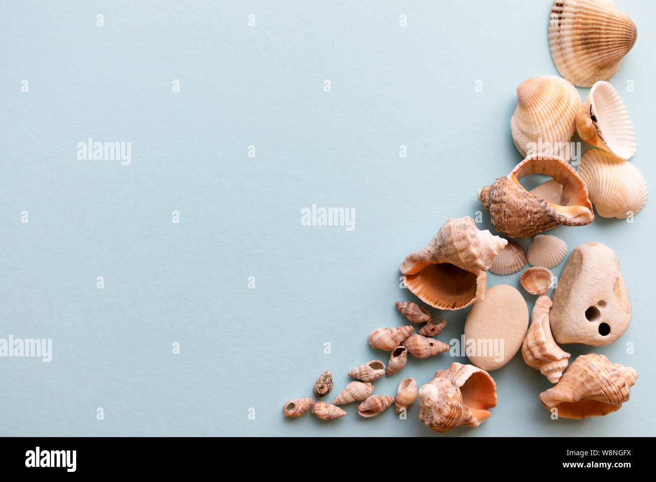 Different shells isolated on a blue background Stock Photo - Alamy