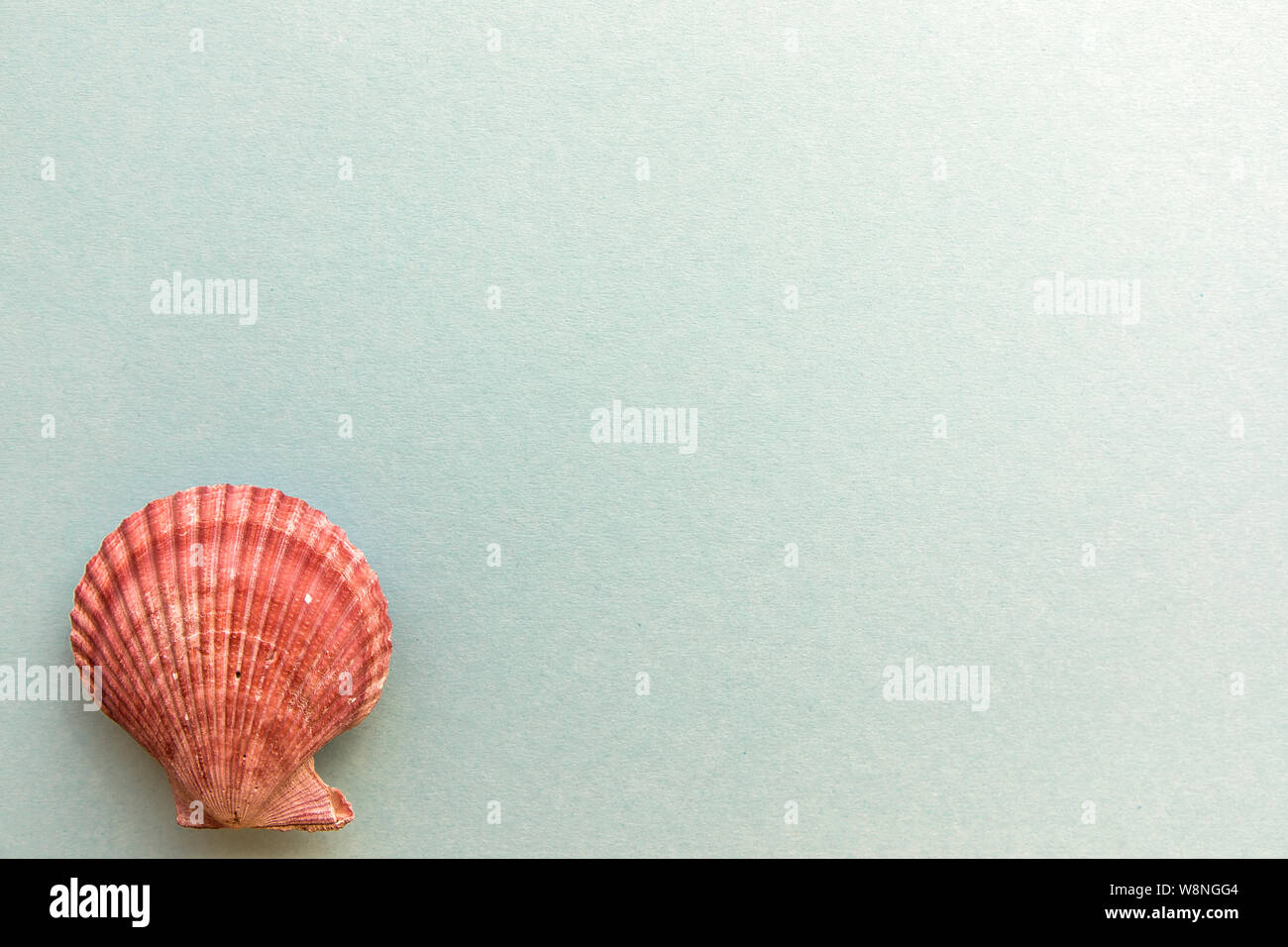 Different shells isolated on a blue background Stock Photo - Alamy