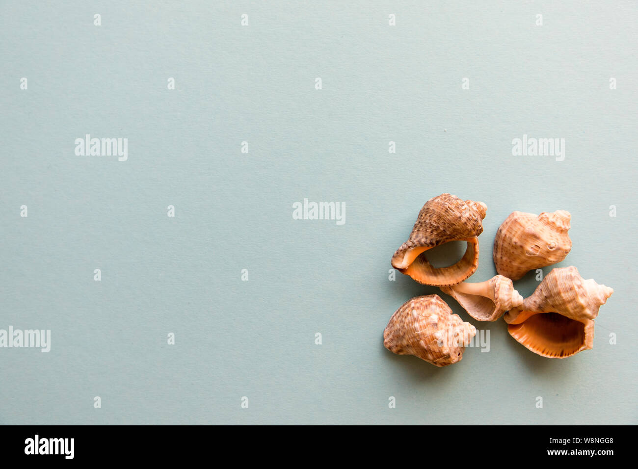 Blue mussel background hi-res stock photography and images - Alamy