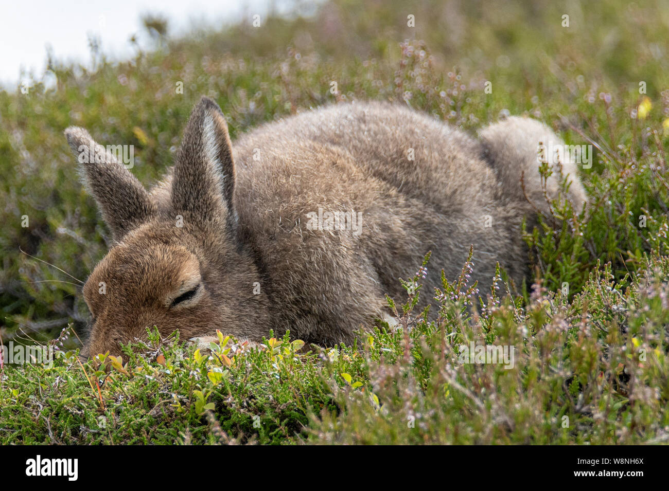 Spring Hare Sleeping