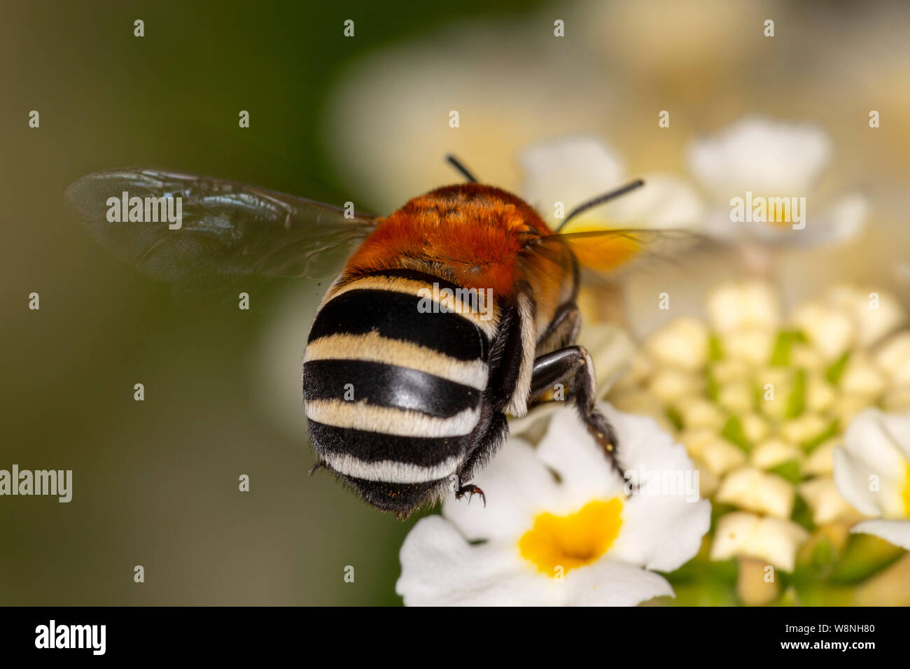 Bumble bee landing on flower Stock Photo - Alamy