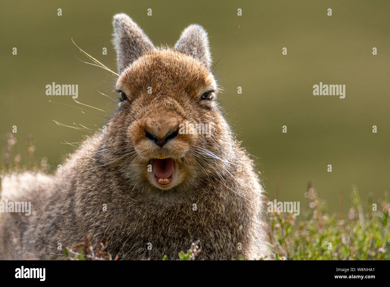 Hare teeth hi-res stock photography and images - Alamy