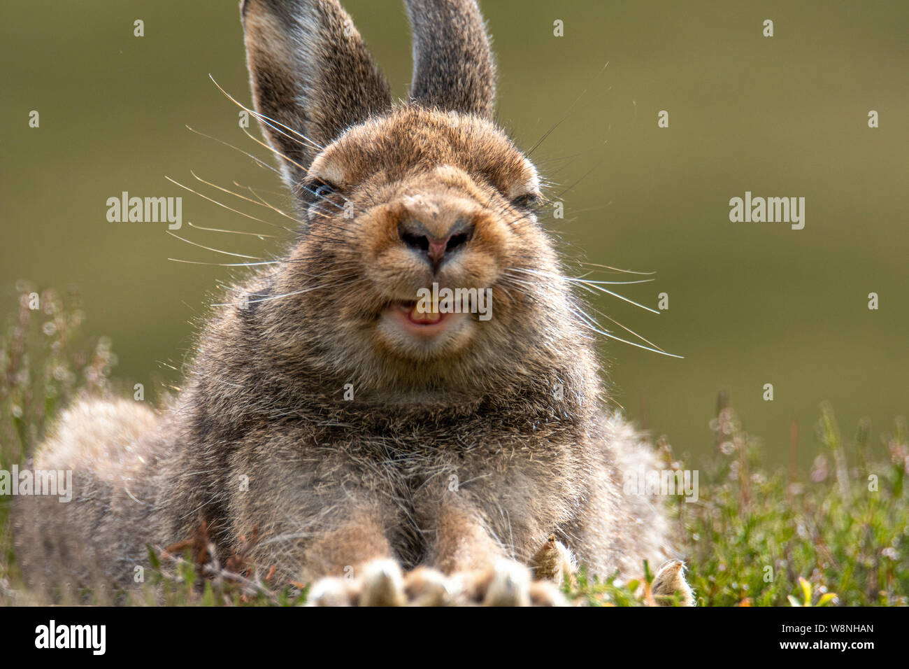 Hare teeth hi-res stock photography and images - Alamy