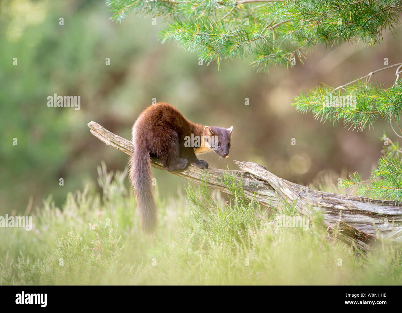 European pine marten branch hi-res stock photography and images - Alamy