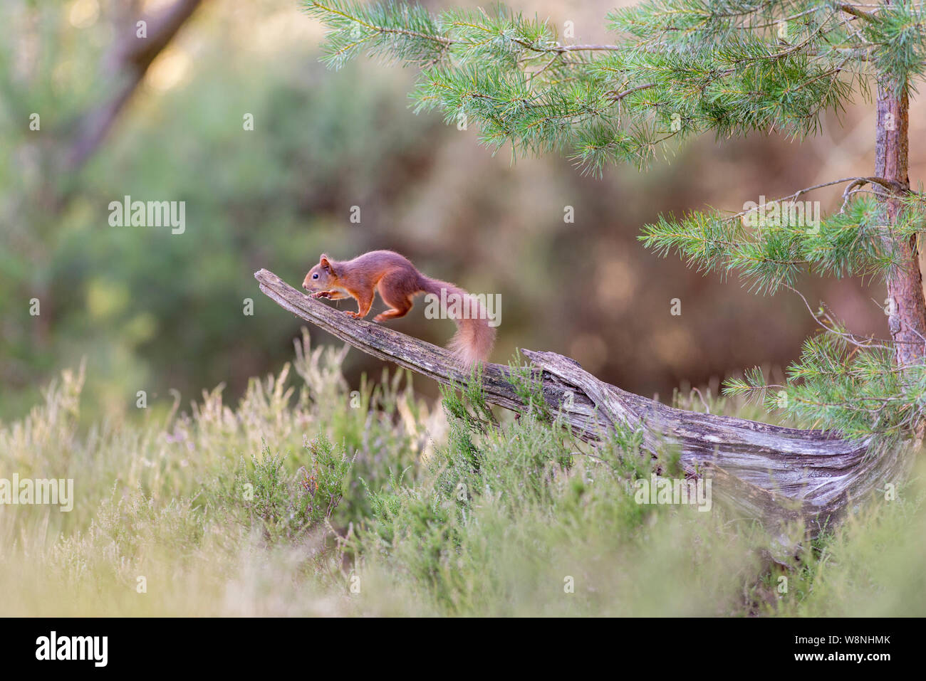 Red Squirrel (Sciurus vulgaris) sitting on fallen tree on the Black ...