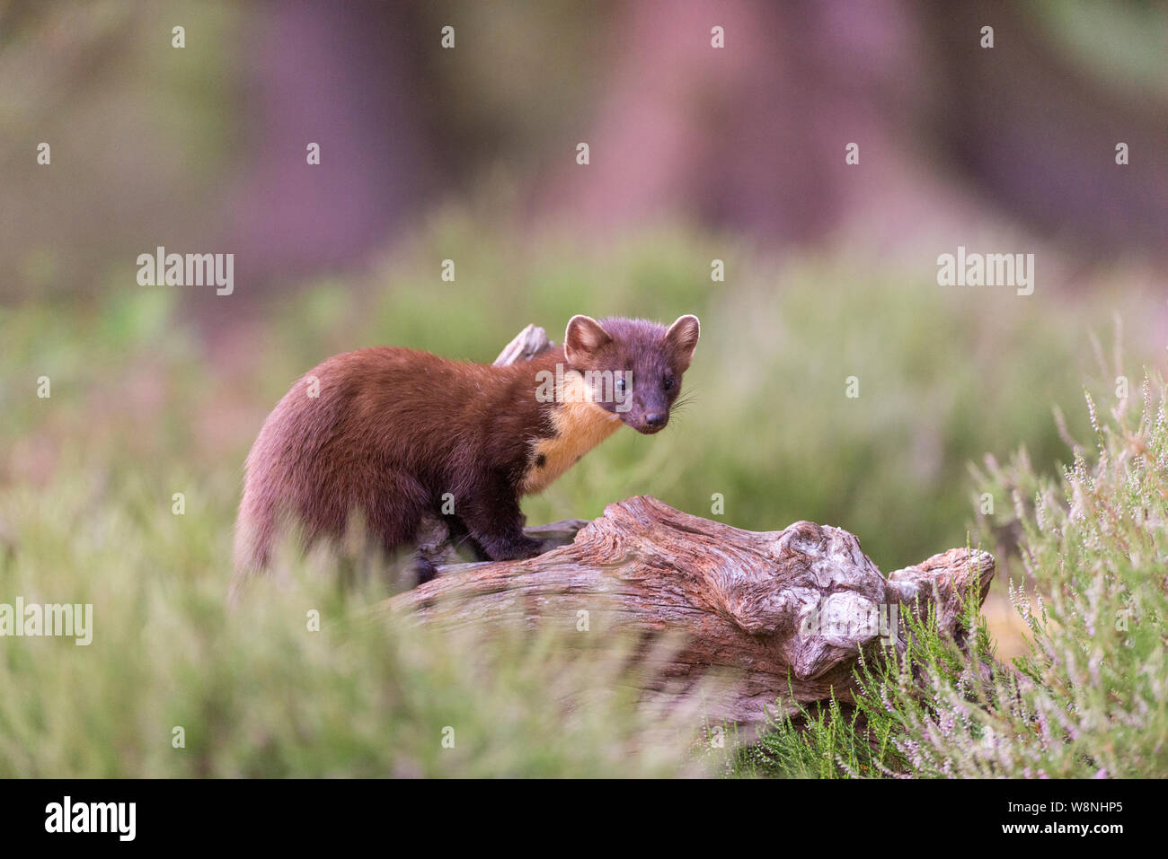 Female pine marten hi-res stock photography and images - Alamy