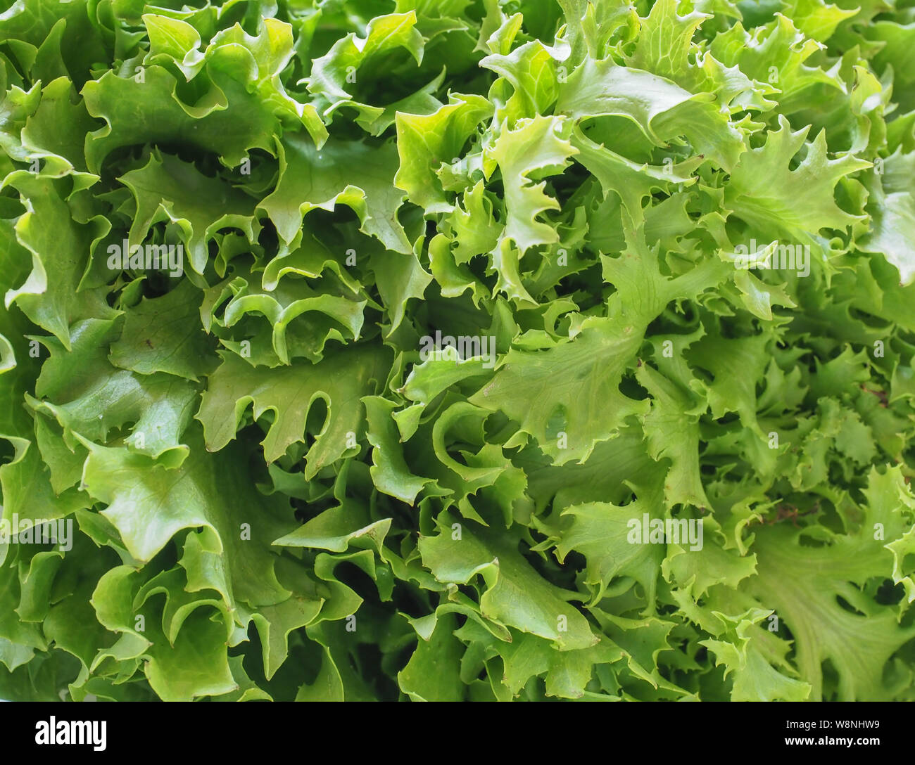 curly endive (aka frisee) green salad leaves useful as a background ...