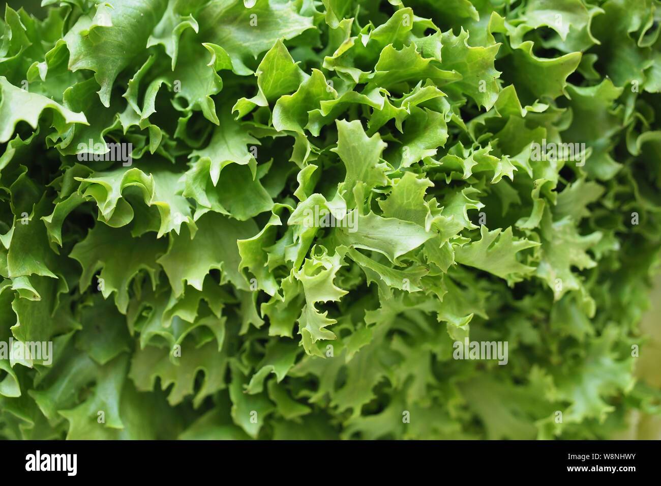curly endive (aka frisee) green salad leaves useful as a background ...
