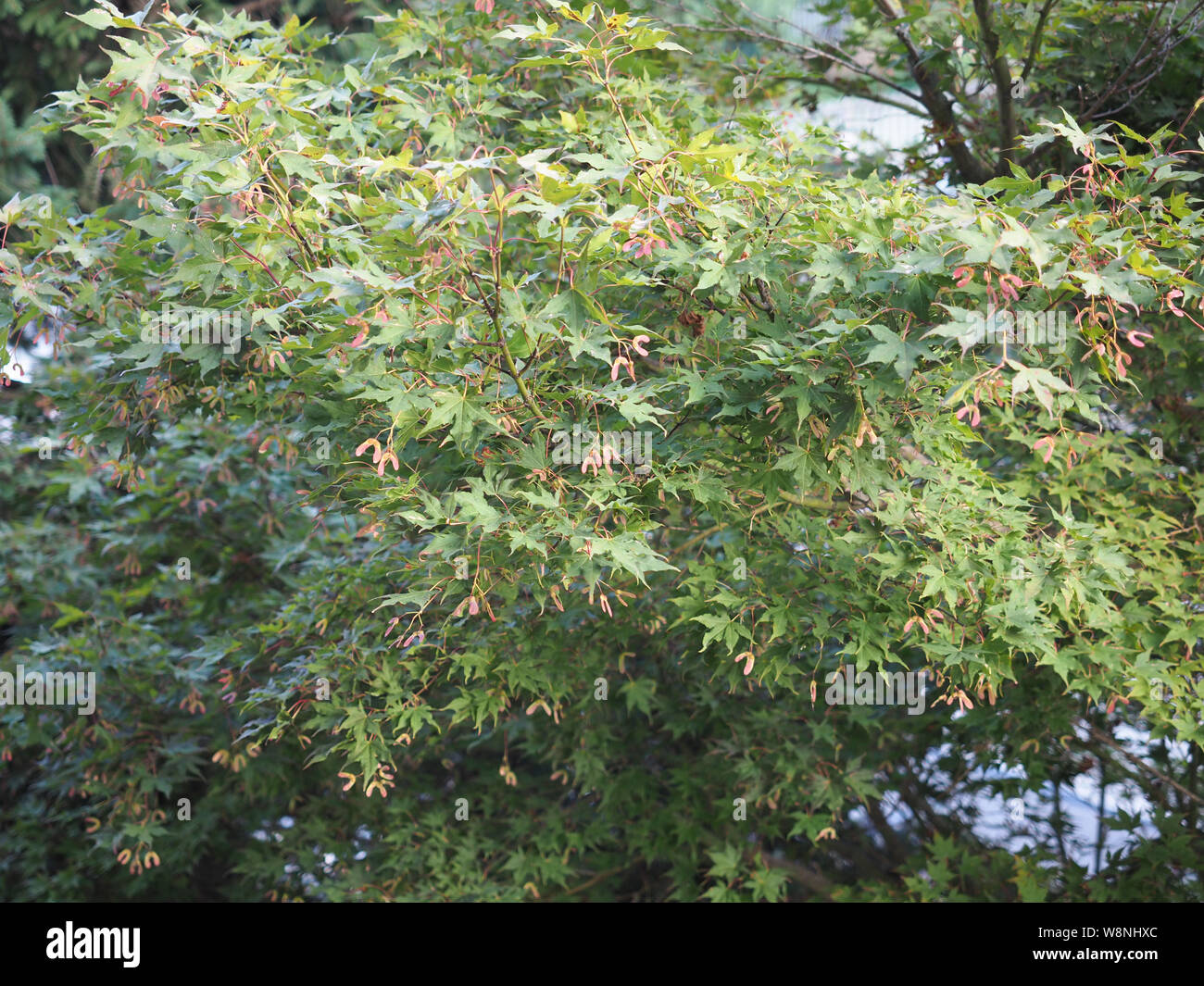 maple acer (Acer Rubrum) aka swamp maple, water maple or soft maple ...