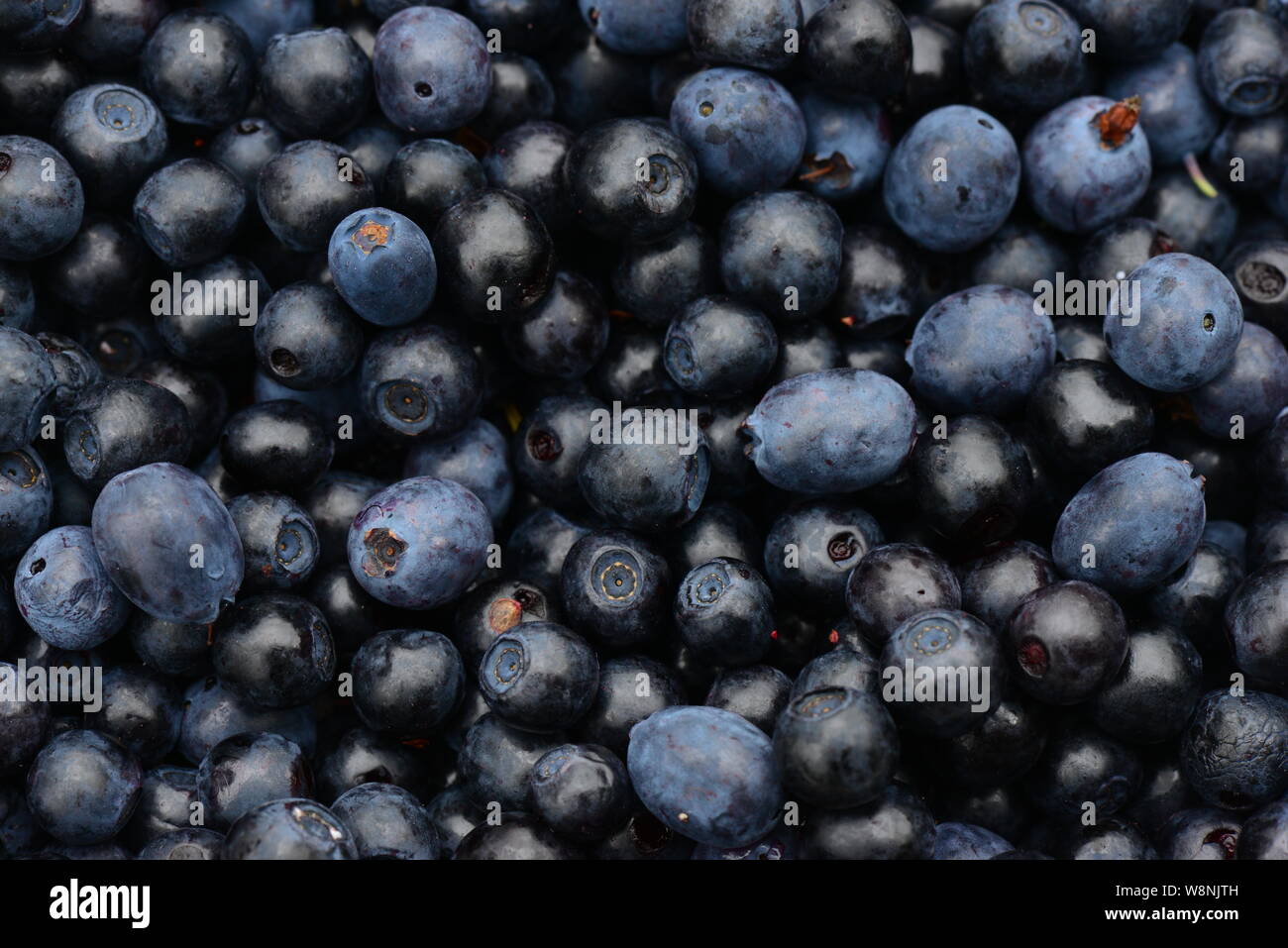 Blueberries fresh harvest of ripe juicy berry fruit Stock Photo - Alamy