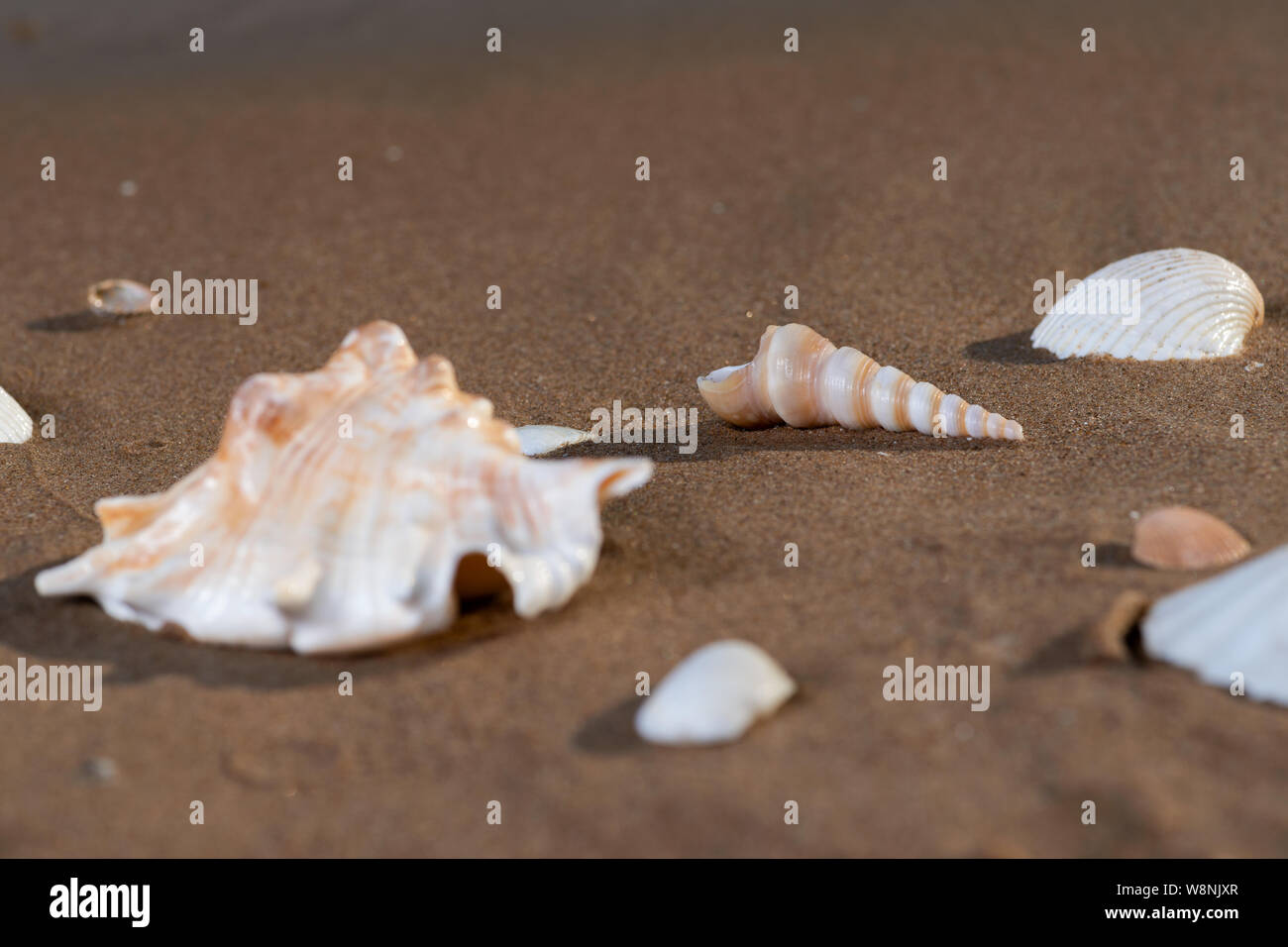 Summer time concept with Sea Shells on wet sand near the water on the ...