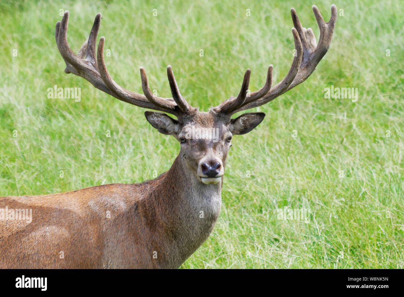 Male dear hi-res stock photography and images - Alamy