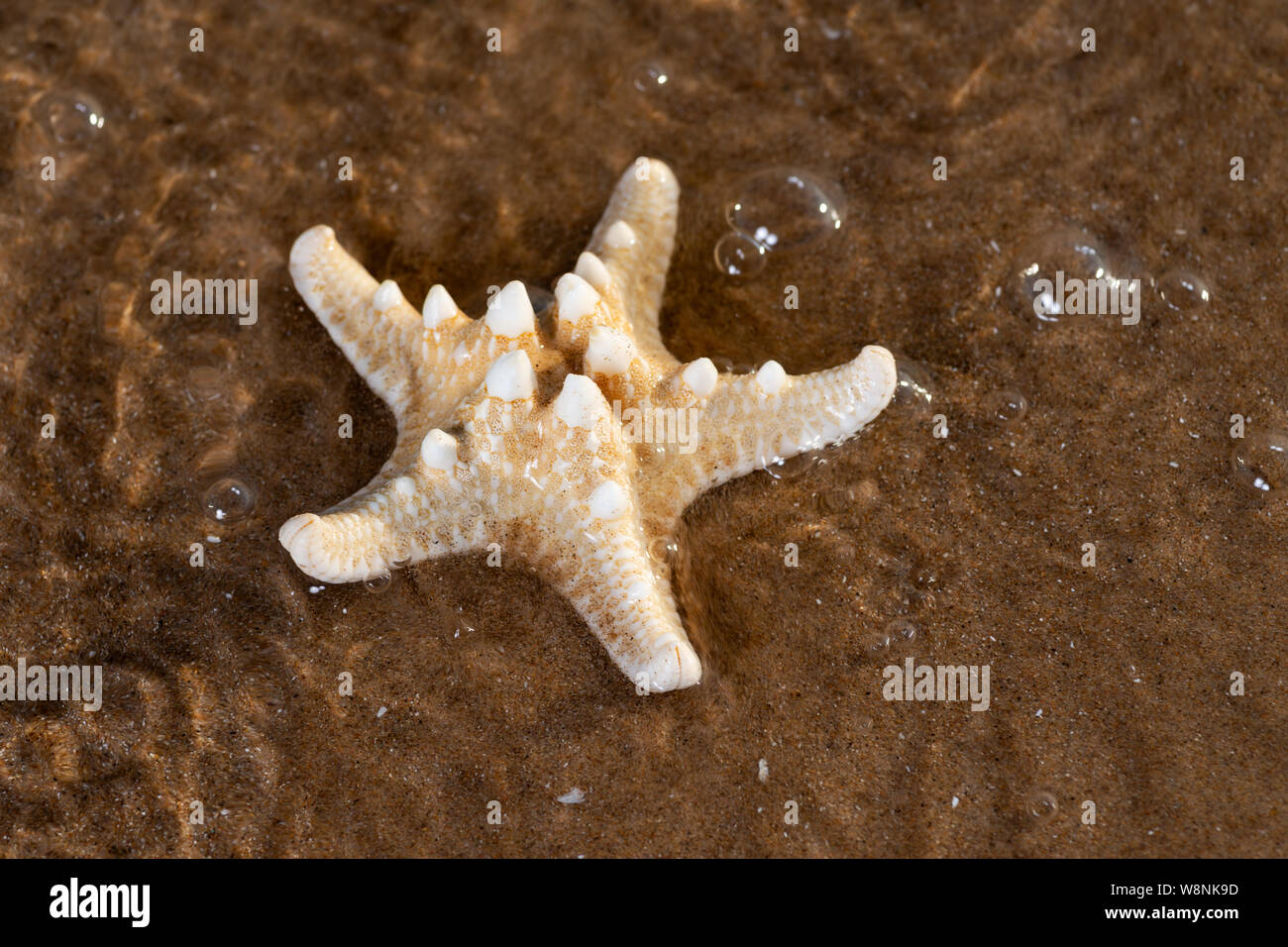 Dried specimen of Knobby Starfish on wet sand on beach at sunrise ...