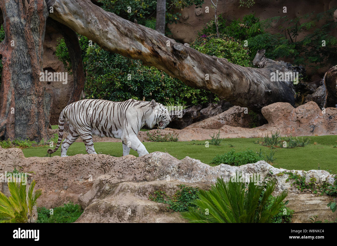Exotic white tiger in outdoor Zoo Stock Photo - Alamy