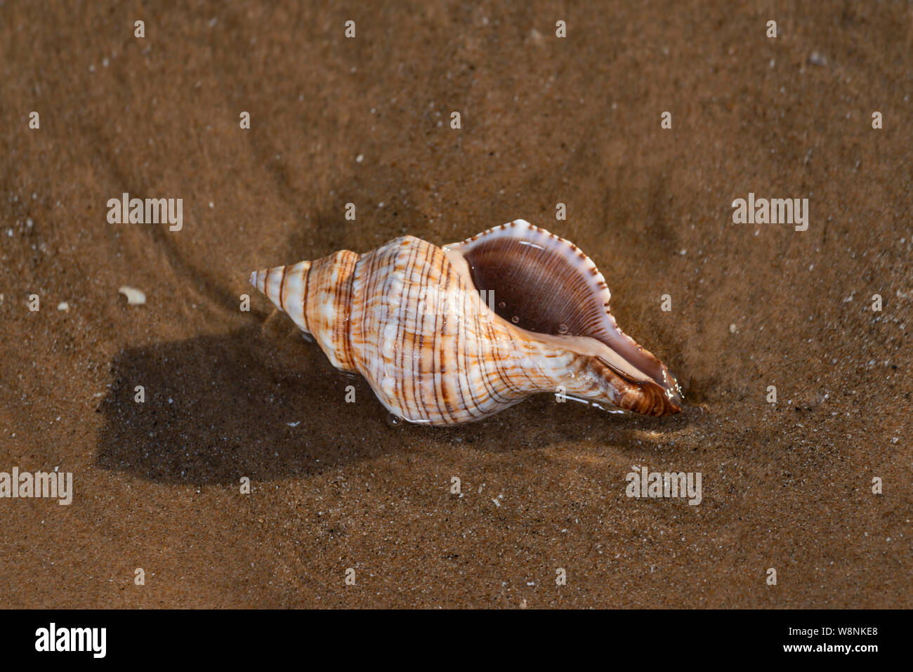 Striped Fox Horse Conch on wet sand on the beach at sunrise ...