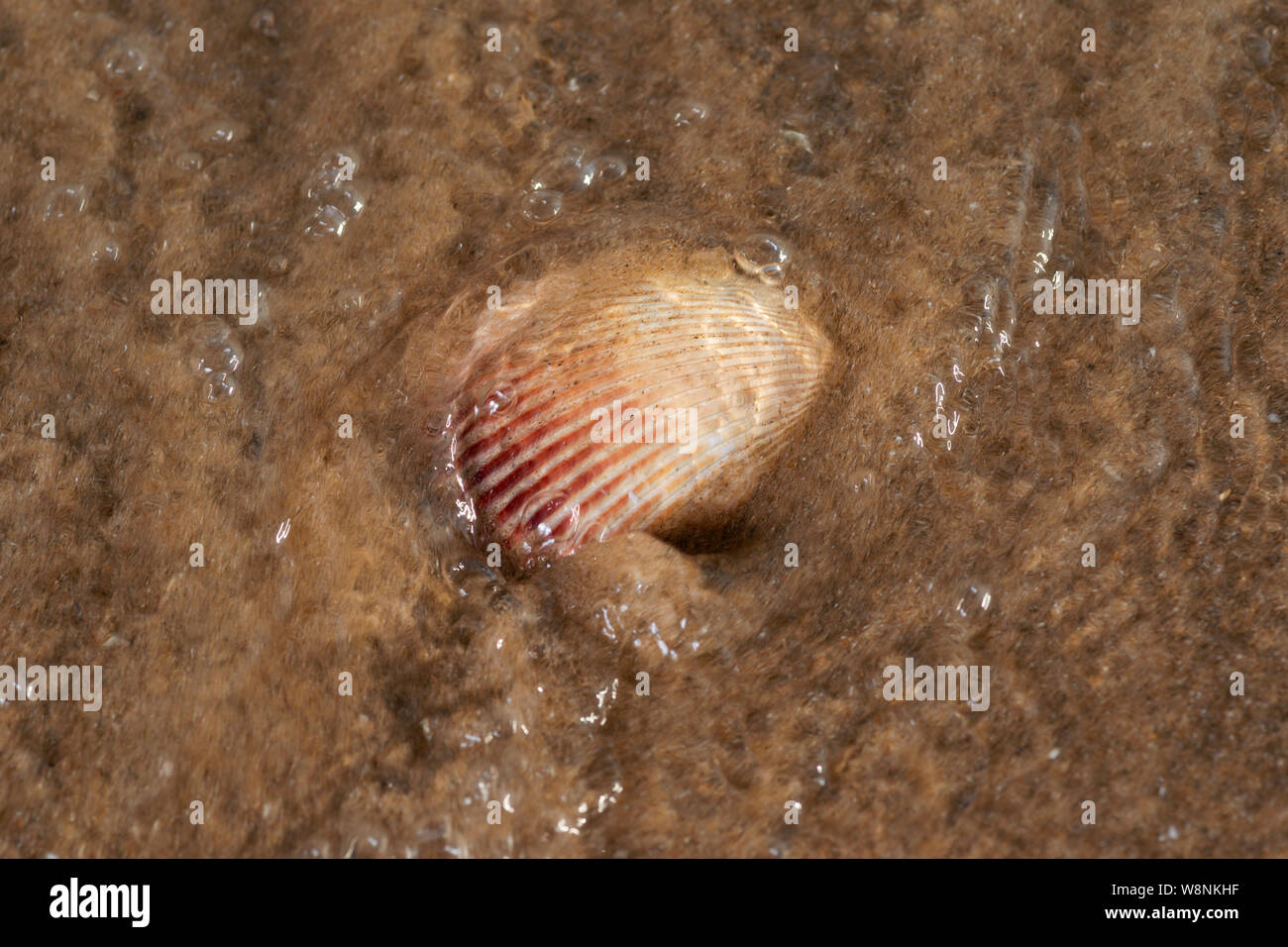 Scallop Shell on wet sand on the beach at sunrise. Pectinidae. Natural ...