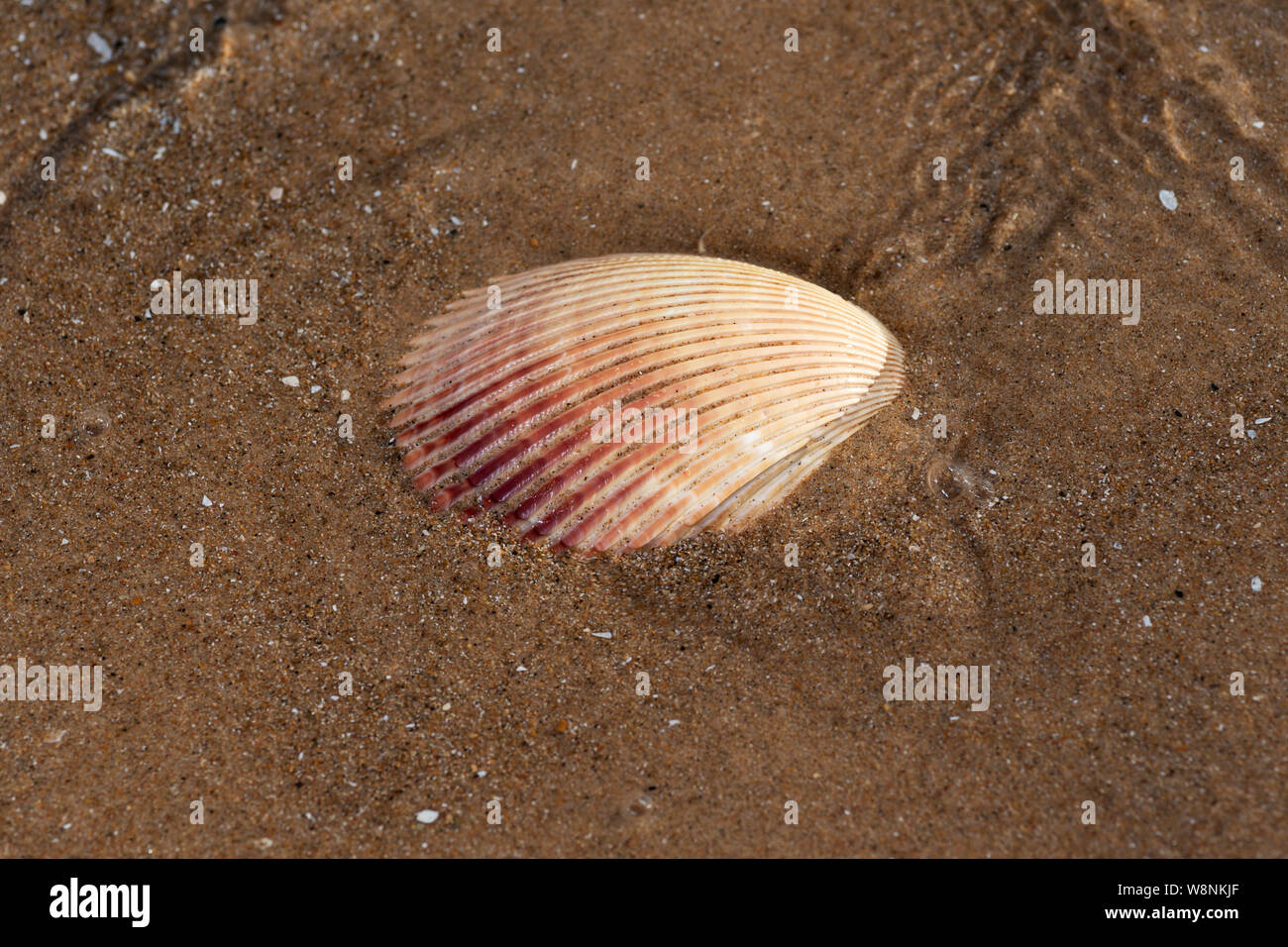Scallop Shell on wet sand on the beach at sunrise. Pectinidae. Natural ...