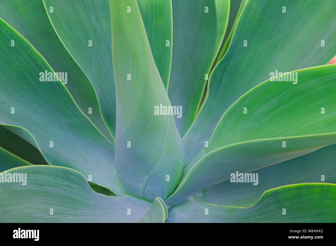 Big leaves succulent hi-res stock photography and images - Alamy