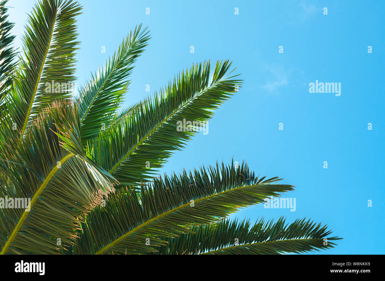 Palm tree brunch against the blue sky. Palm brunch at tropical coast ...